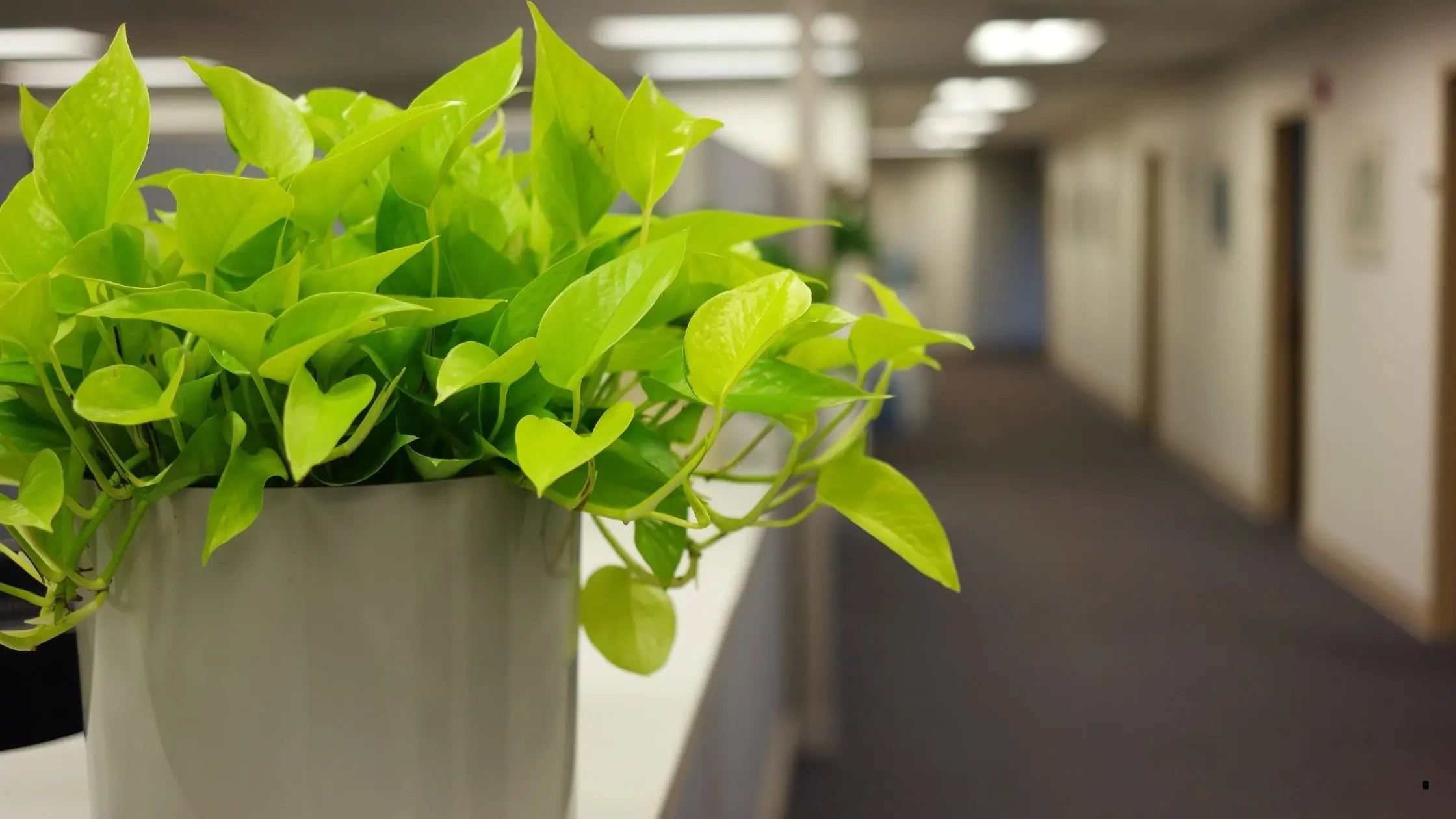 Plants that deter flies store