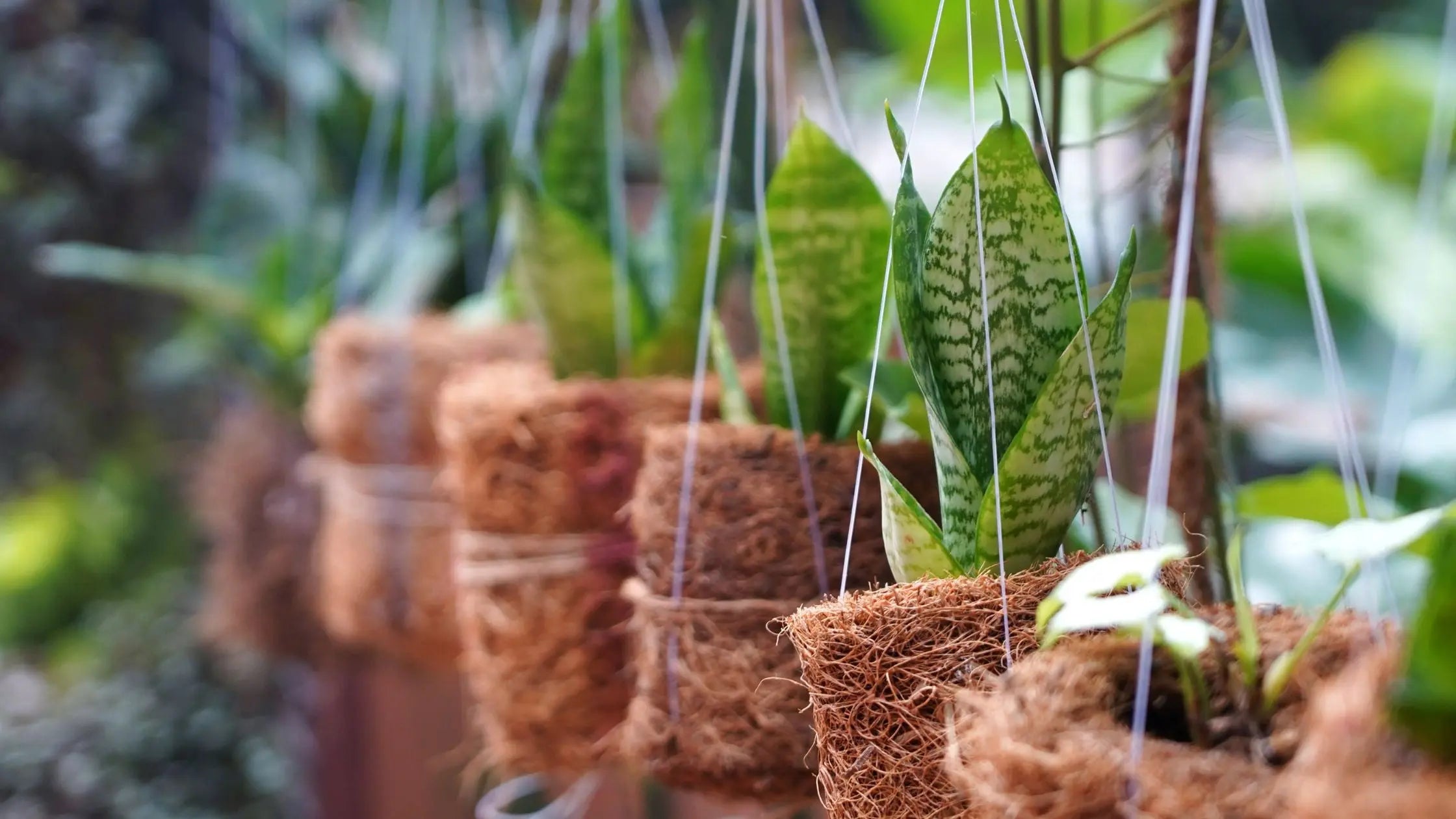 The Magic Of Hanging Plant Pots – Leaf Culture