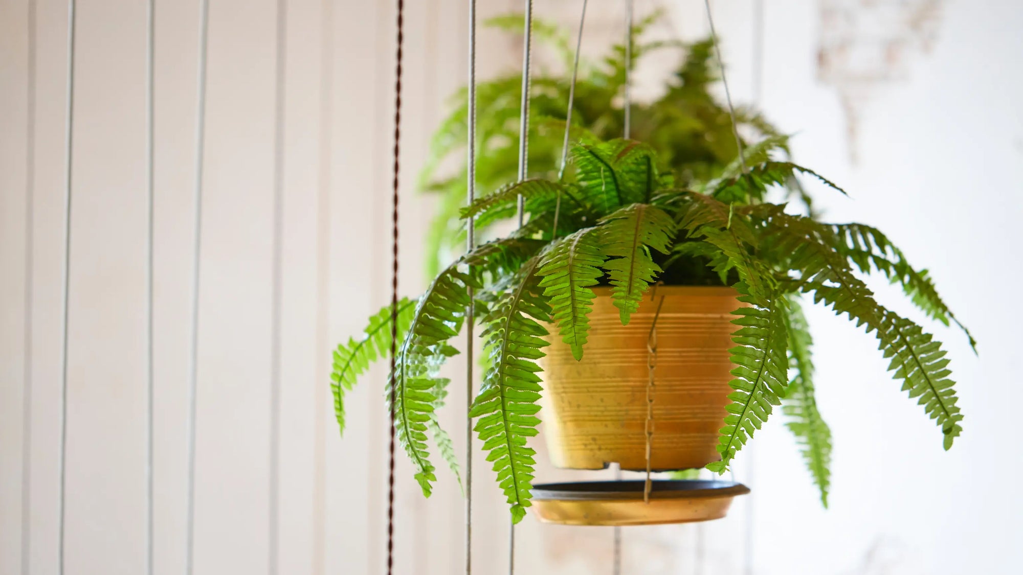 Ideas for Displaying Indoor Ferns in Hanging Planters – Leaf Culture