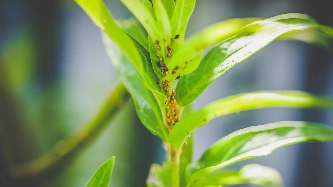 How to Control Aphids on Indoor Houseplants – Leaf Culture