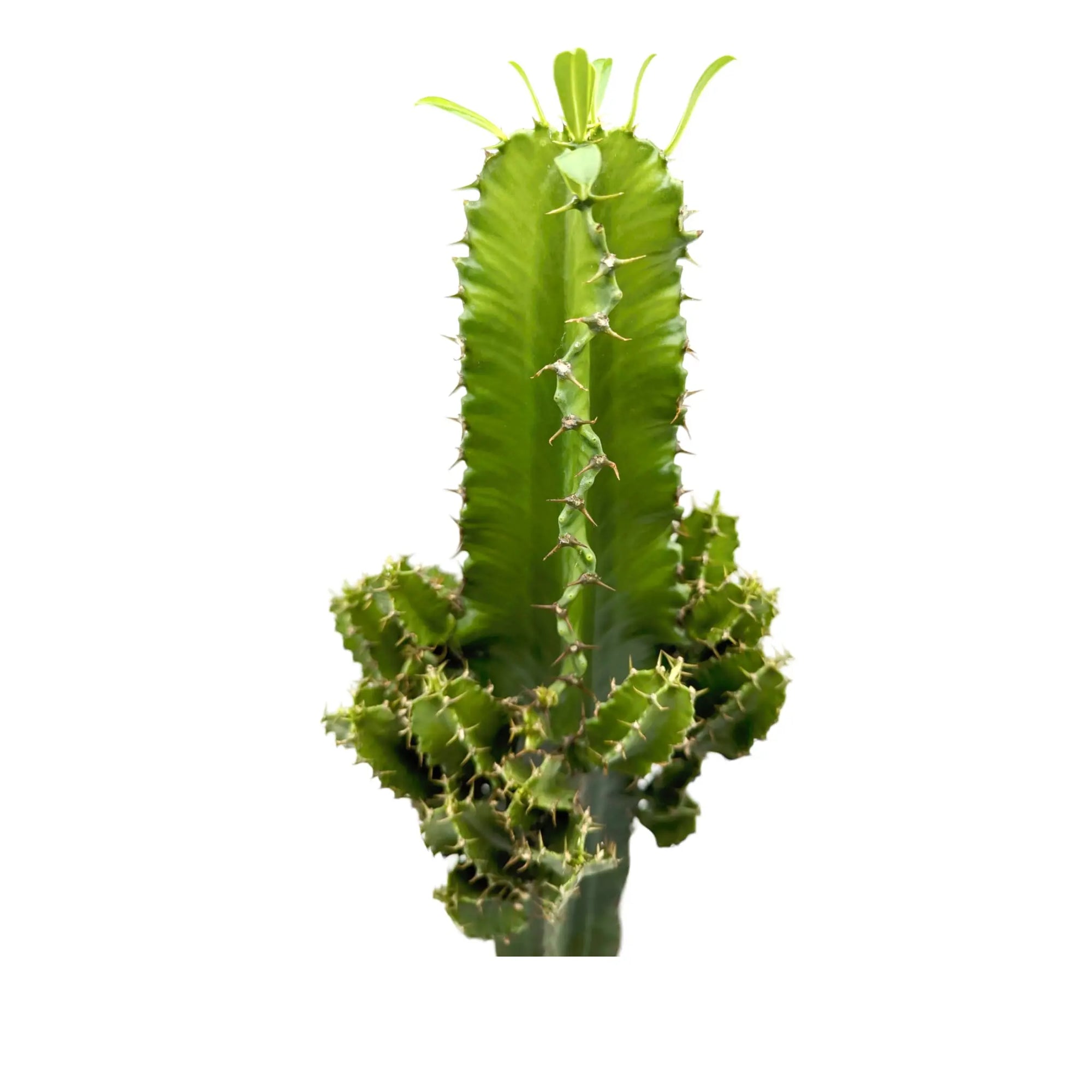 Discover the Fascinating World of Euphorbia ingens – Leaf Culture