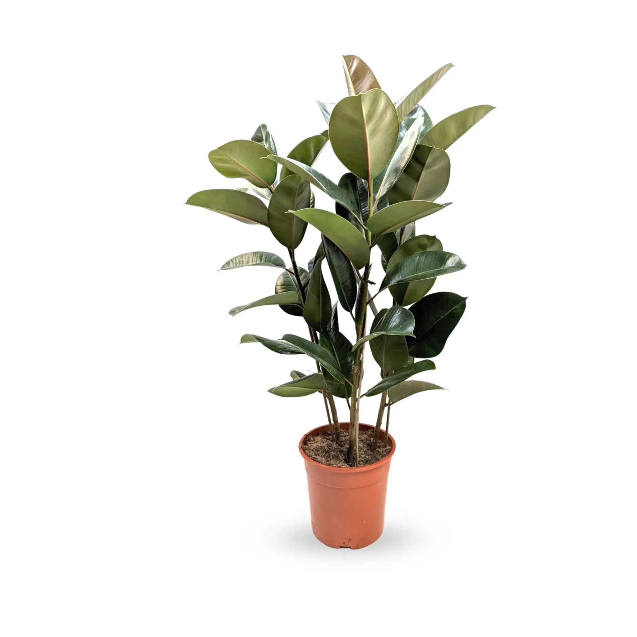The benefits of the XL Ficus robusta houseplant - Leaf Culture