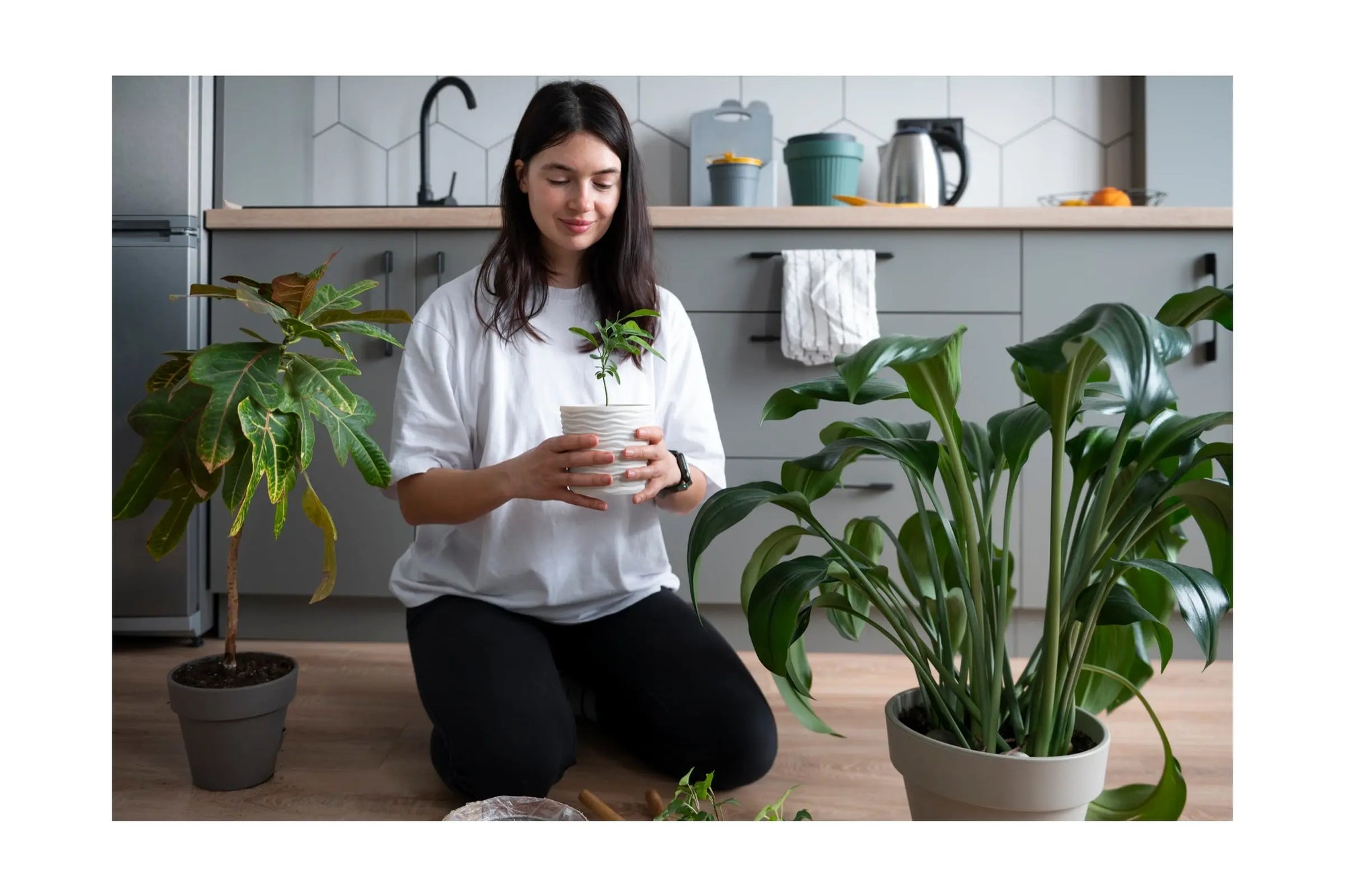 Wilting Houseplants and How to Fix It - Leaf Culture