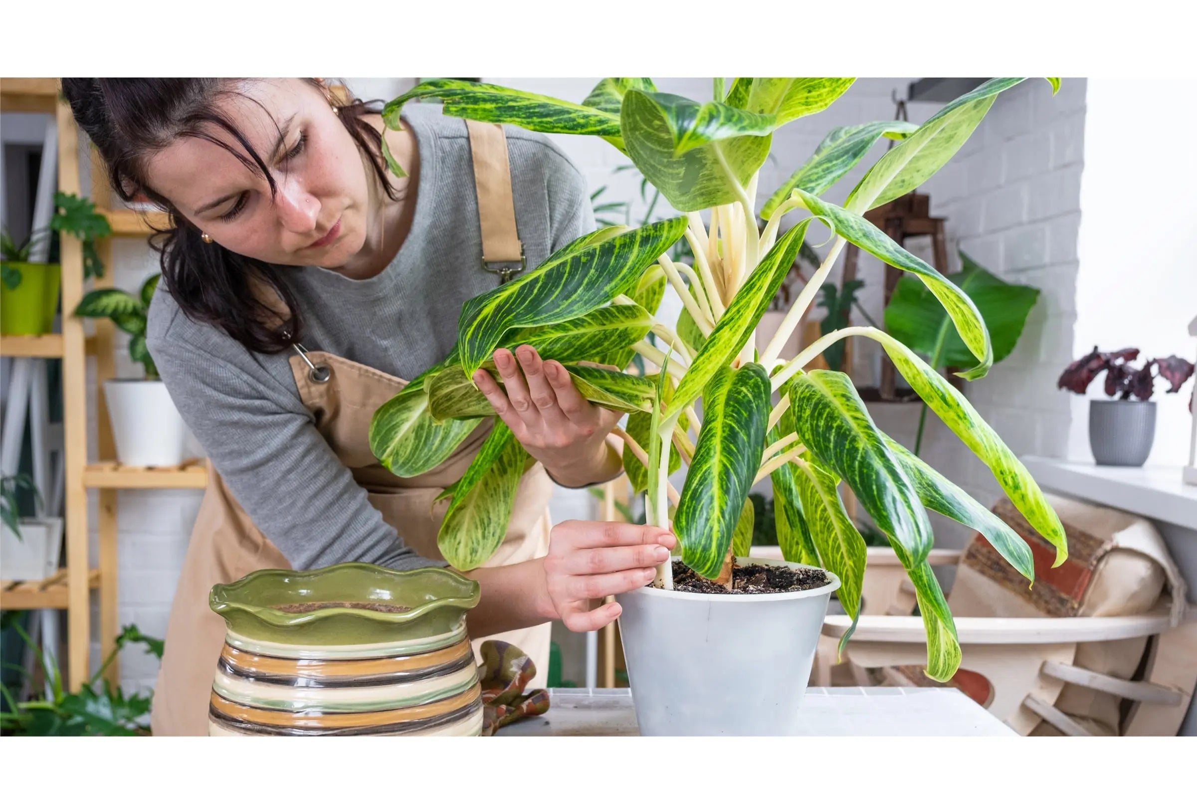 How to Keep Your Houseplant Clean and Healthy – Leaf Culture