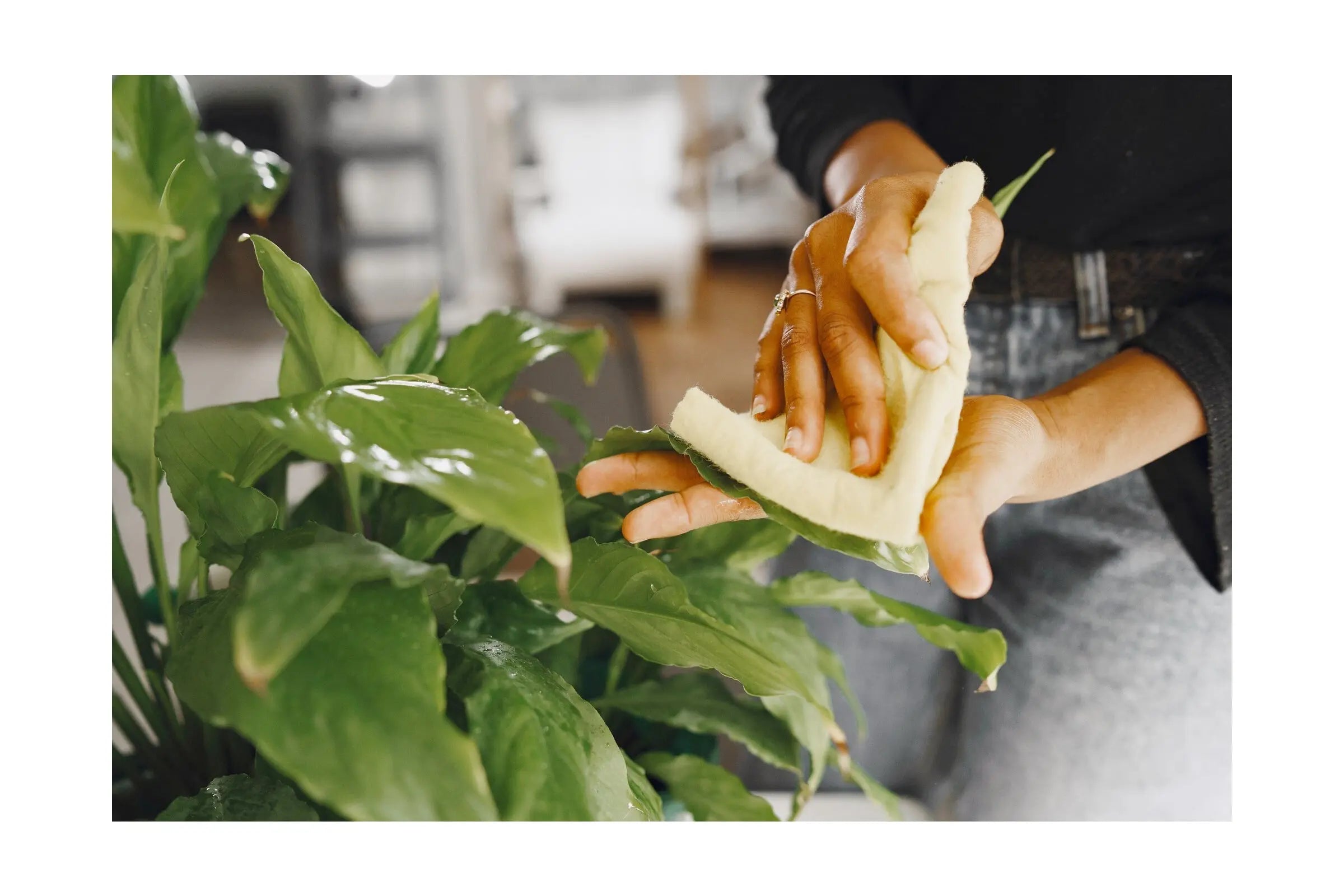 5 Easy Steps to Keep Houseplants Healthy - Leaf Culture