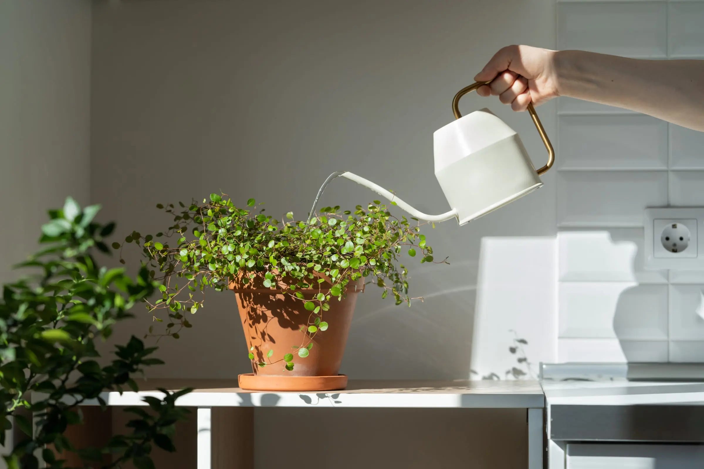How to Properly Feed Your Houseplants - Leaf Culture