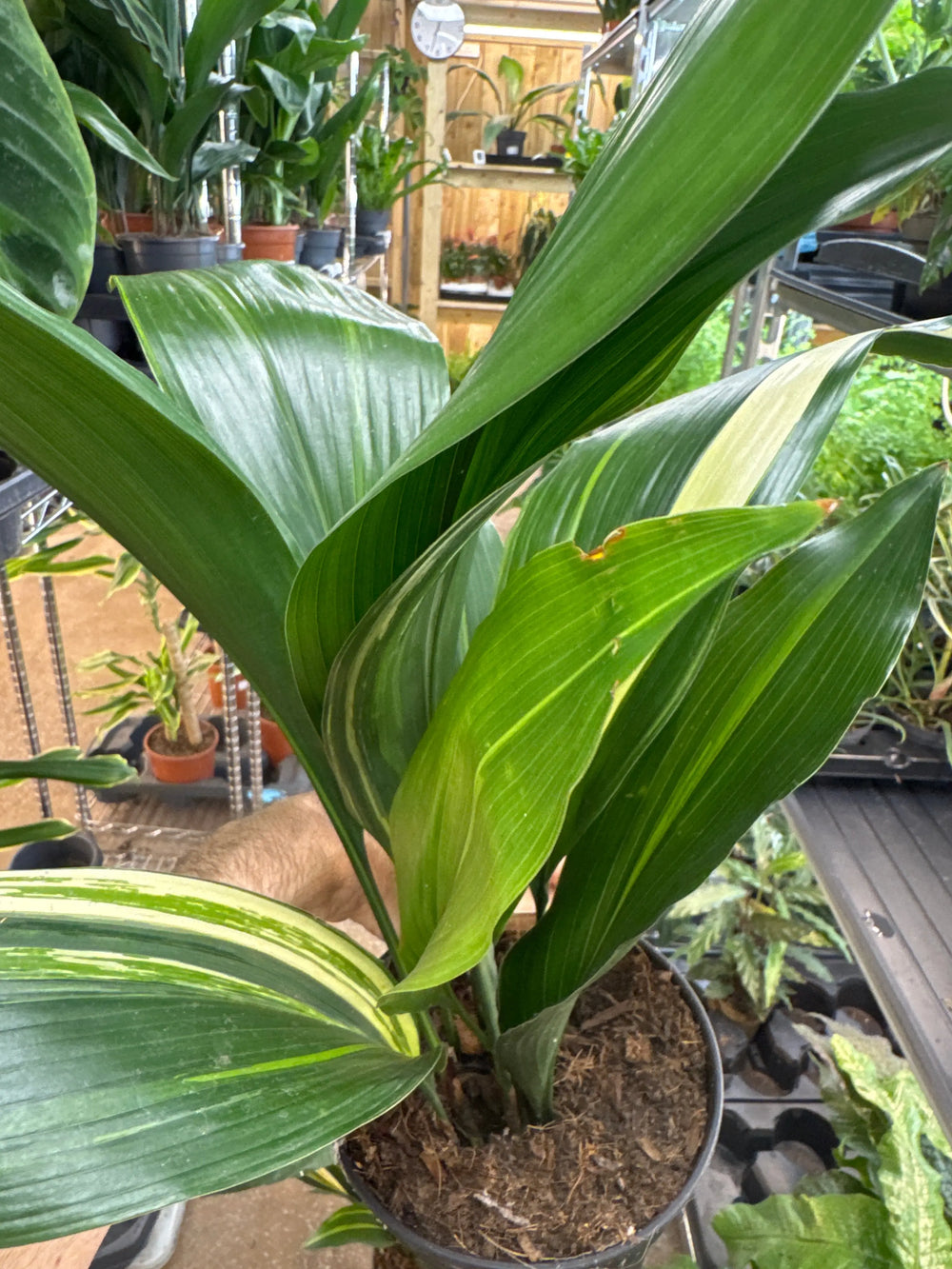 Aspidistra elatior Variegata - Cast Iron Plant - Leaf Culture