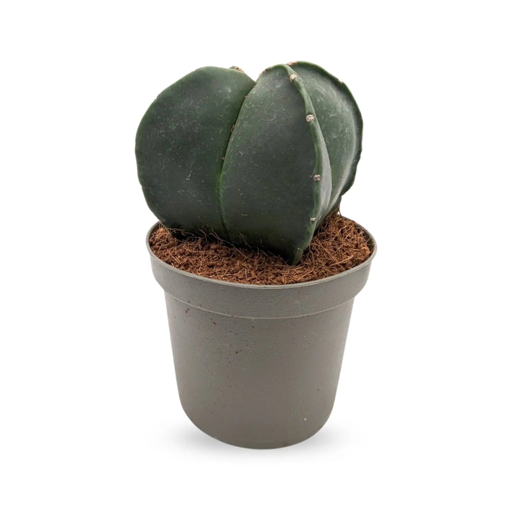 Astrophytum myriostigma - Fossil Cactus - Leaf Culture