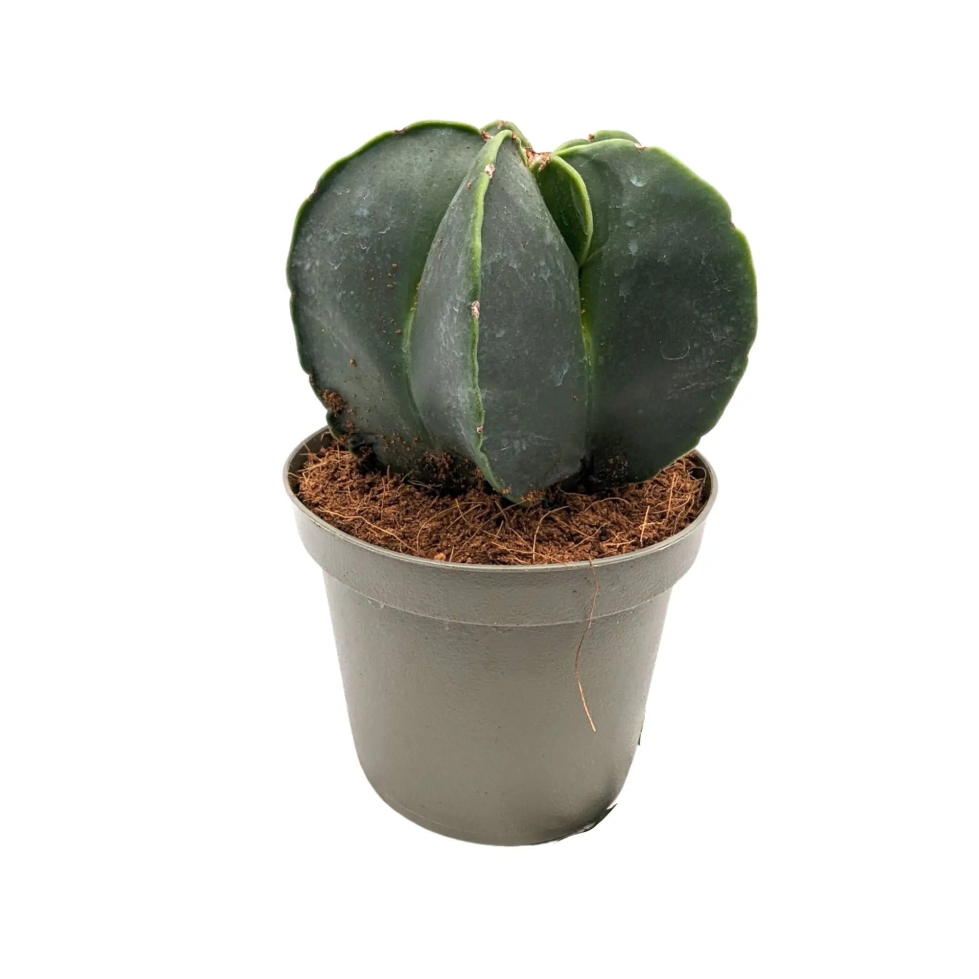 Astrophytum myriostigma - Fossil Cactus - Leaf Culture