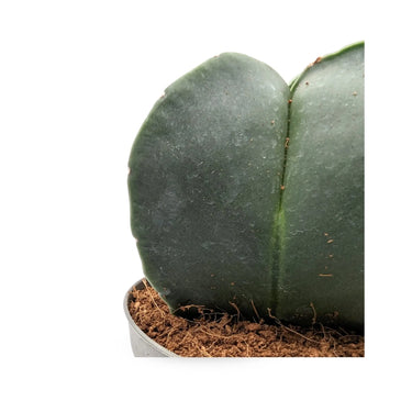 Astrophytum myriostigma - Fossil Cactus - Leaf Culture
