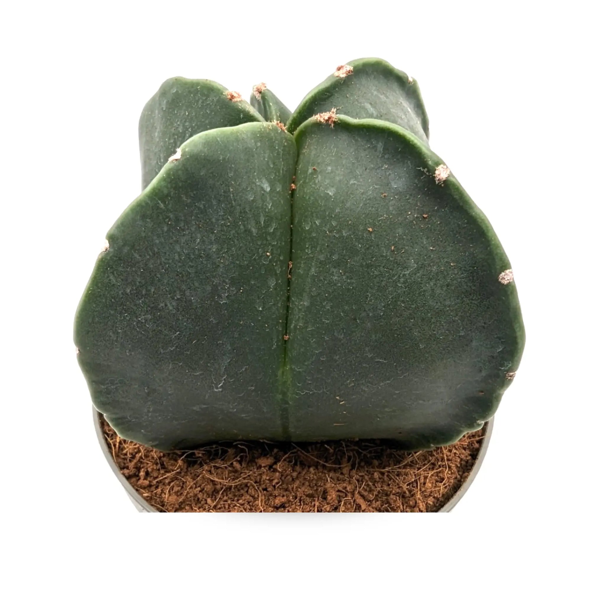 Astrophytum myriostigma - Fossil Cactus - Leaf Culture