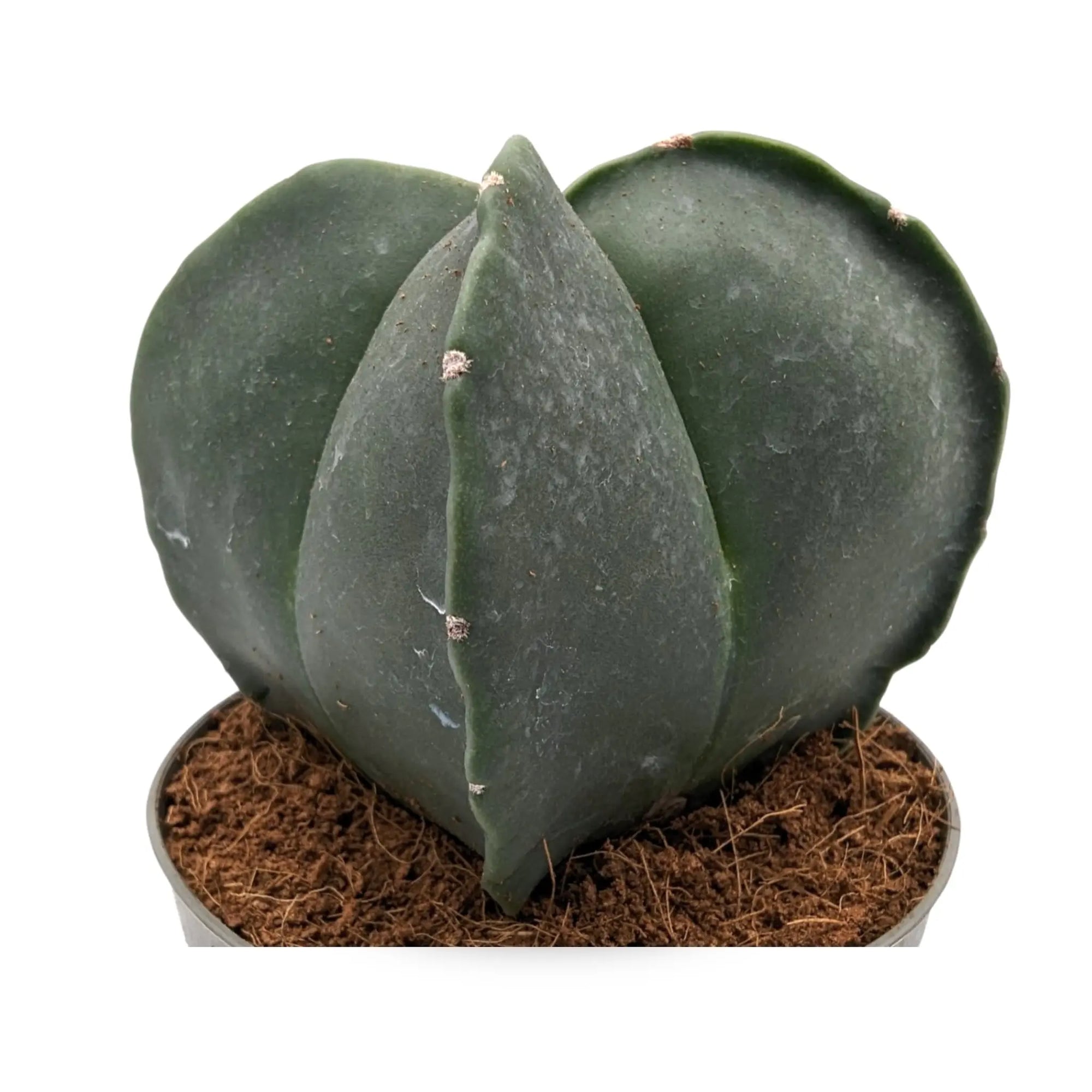 Astrophytum myriostigma - Fossil Cactus - Leaf Culture