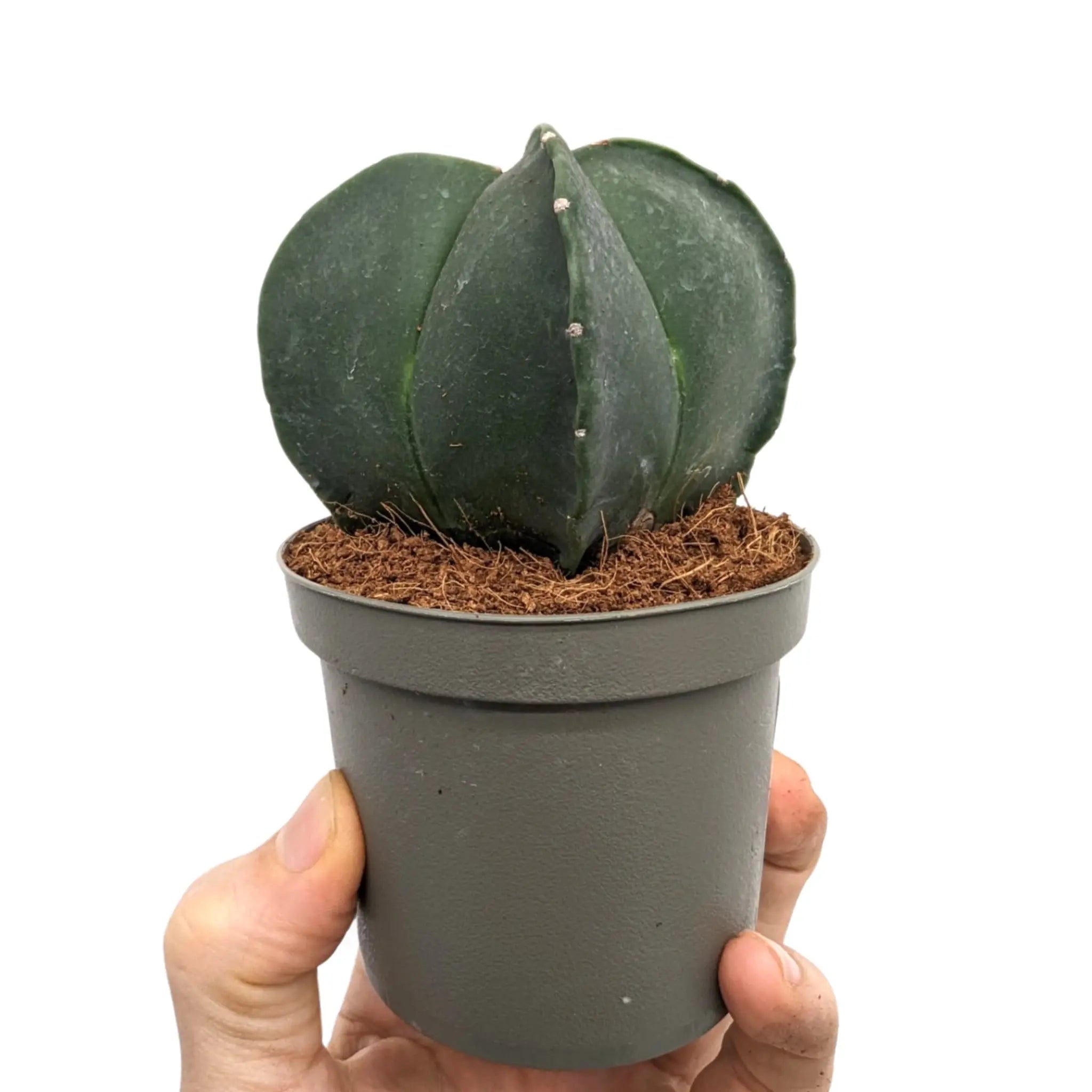 Astrophytum myriostigma - Fossil Cactus - Leaf Culture