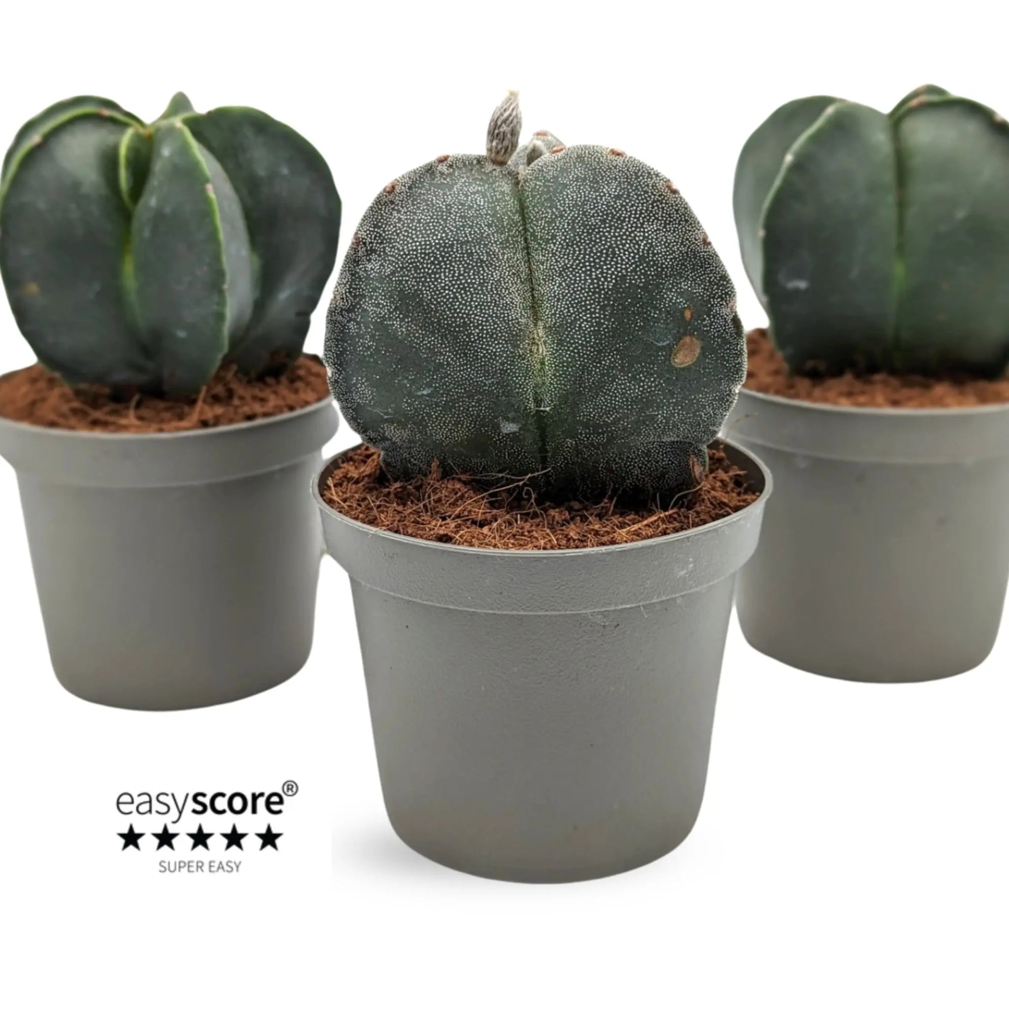 Astrophytum myriostigma - Fossil Cactus - Leaf Culture