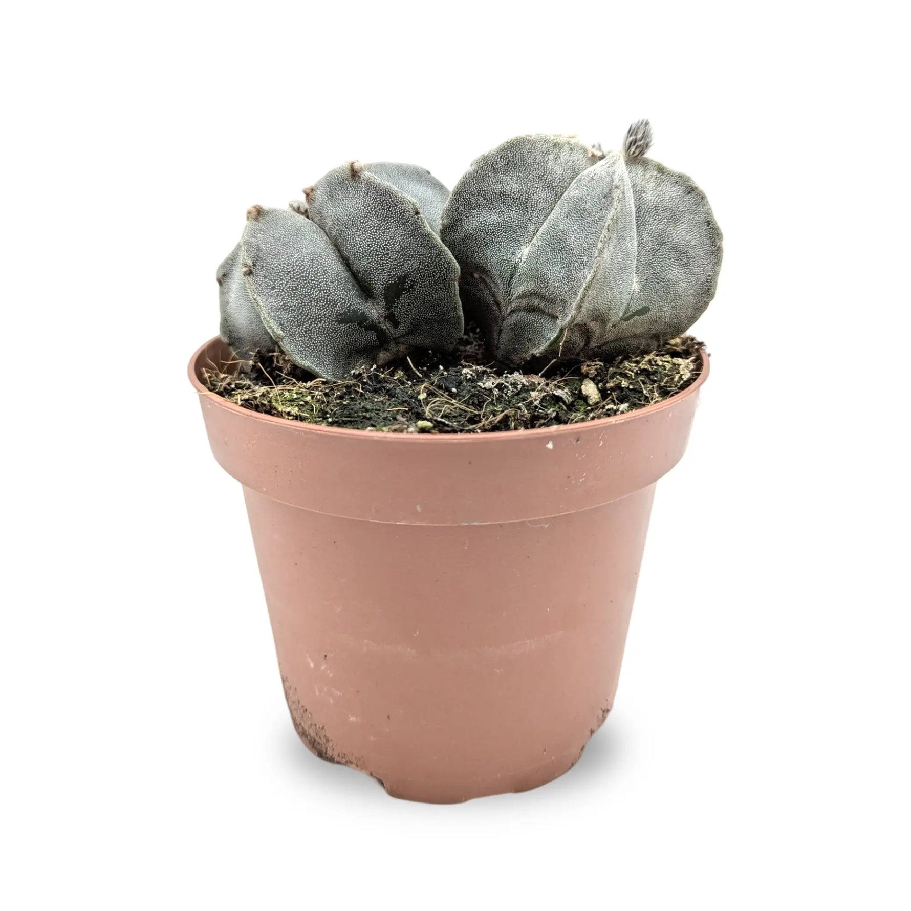Astrophytum myriostigma - Fossil Cactus - Leaf Culture