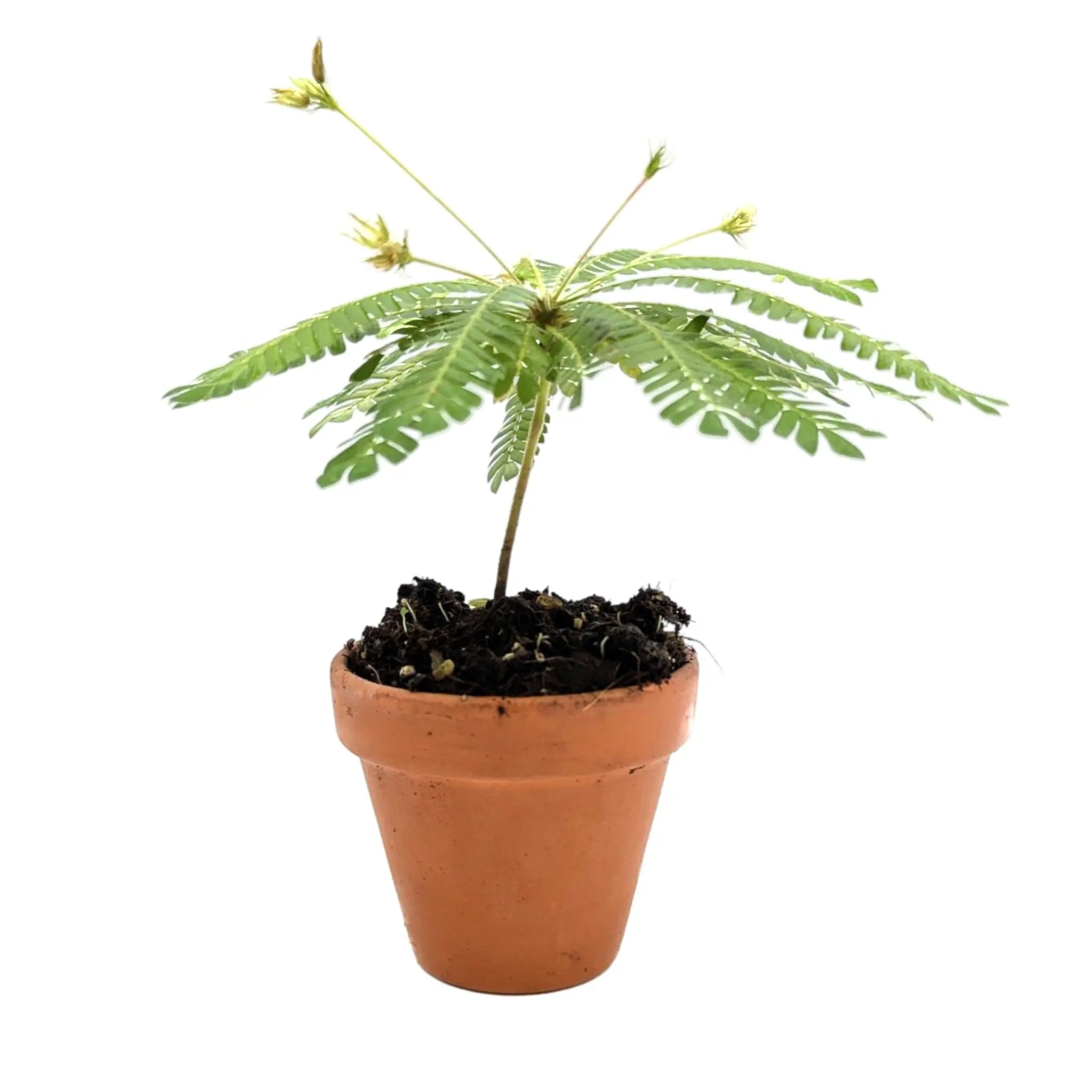 Biophytum sensitivum | Little Tree Plant - Leaf Culture