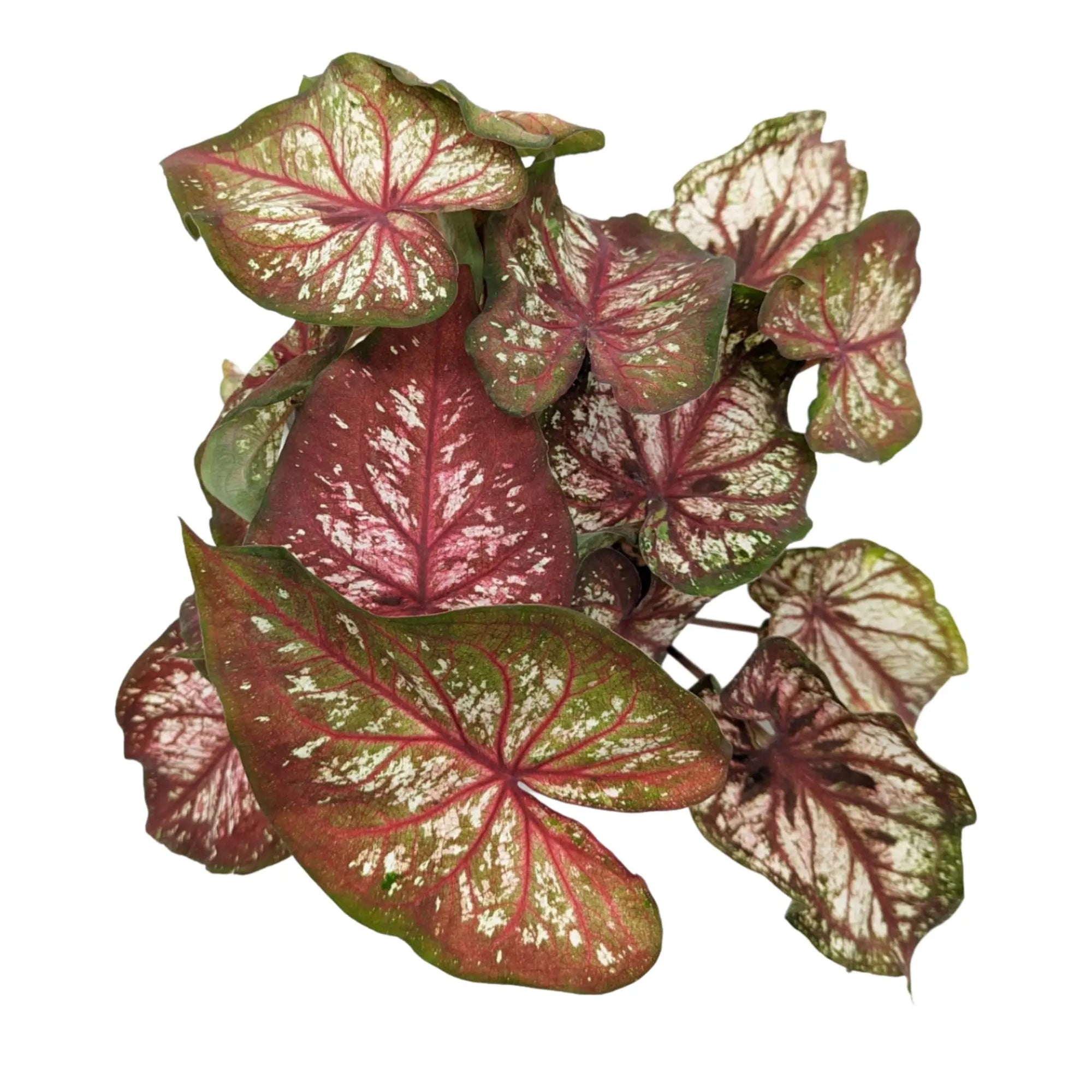 Caladium Bicolour - Heart of Jesus - Leaf Culture