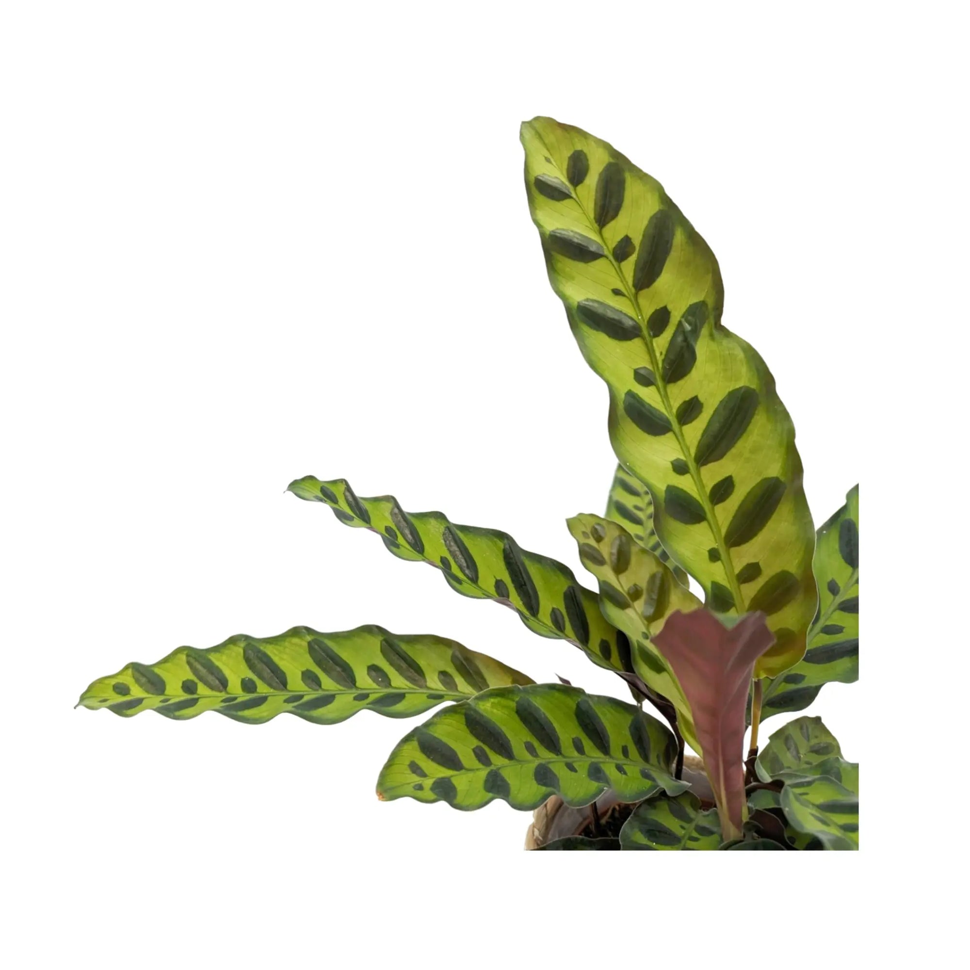 Calathea Insignis (Rattlesnake Plant) - Leaf Culture