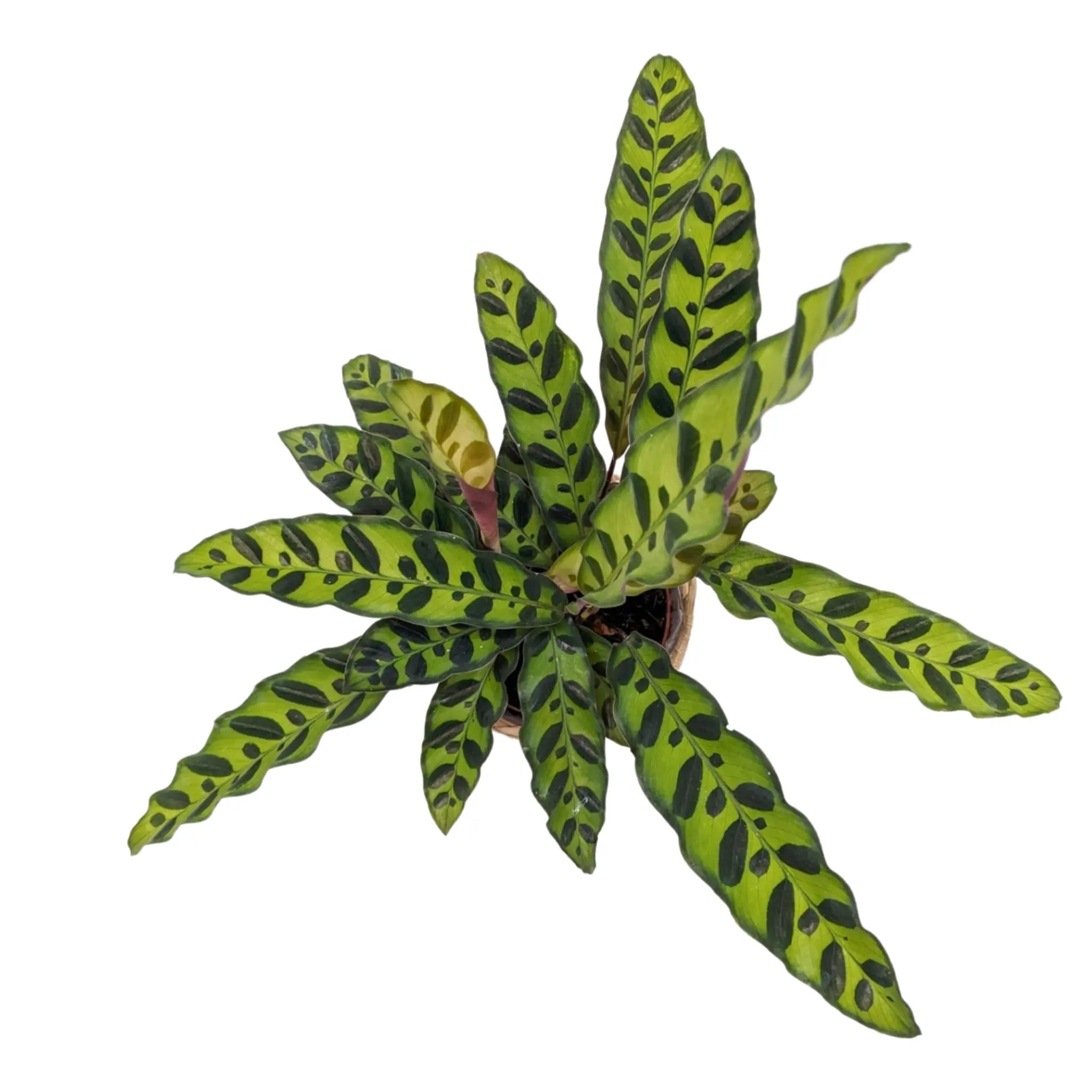 Calathea Insignis (Rattlesnake Plant) - Leaf Culture