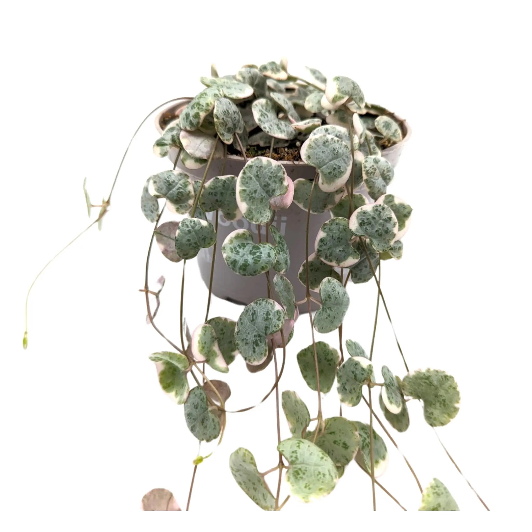 Ceropegia woodii Variegata - String of Hearts - Leaf Culture