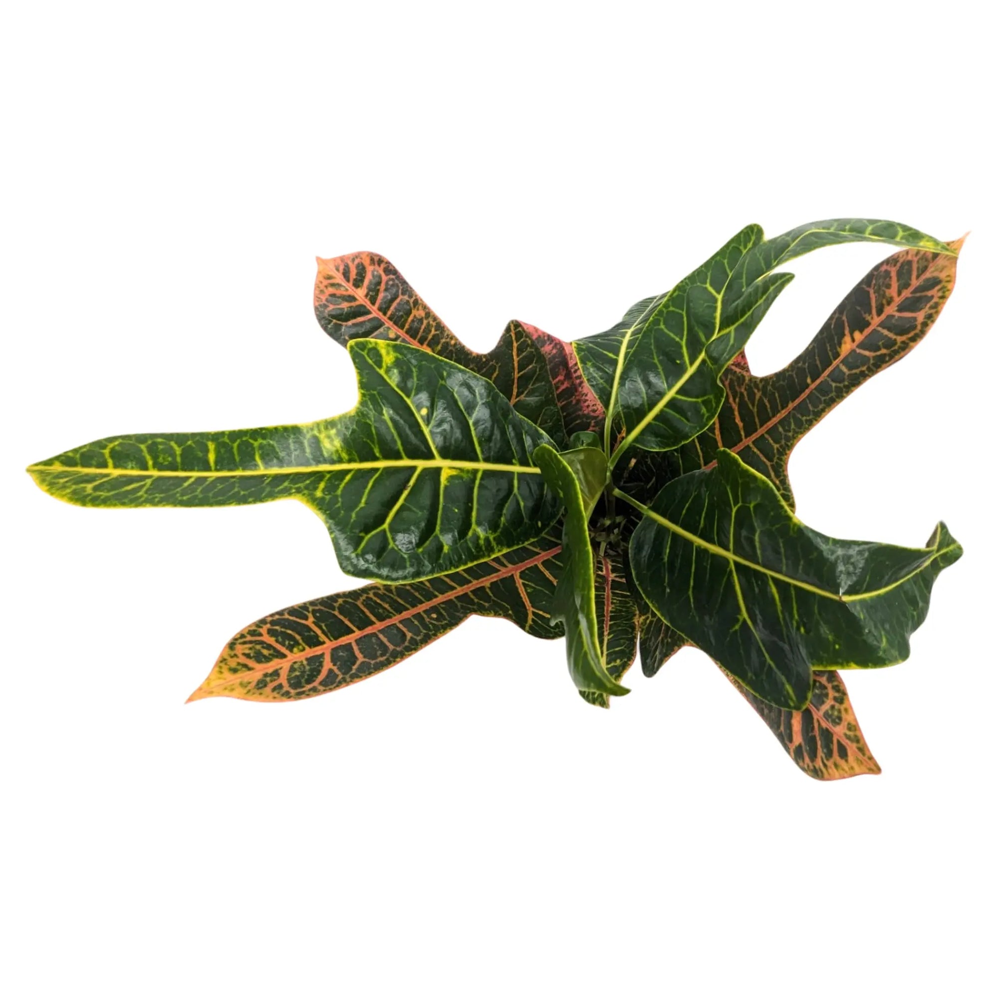 Codiaeum Excellent - Croton Plant - Leaf Culture