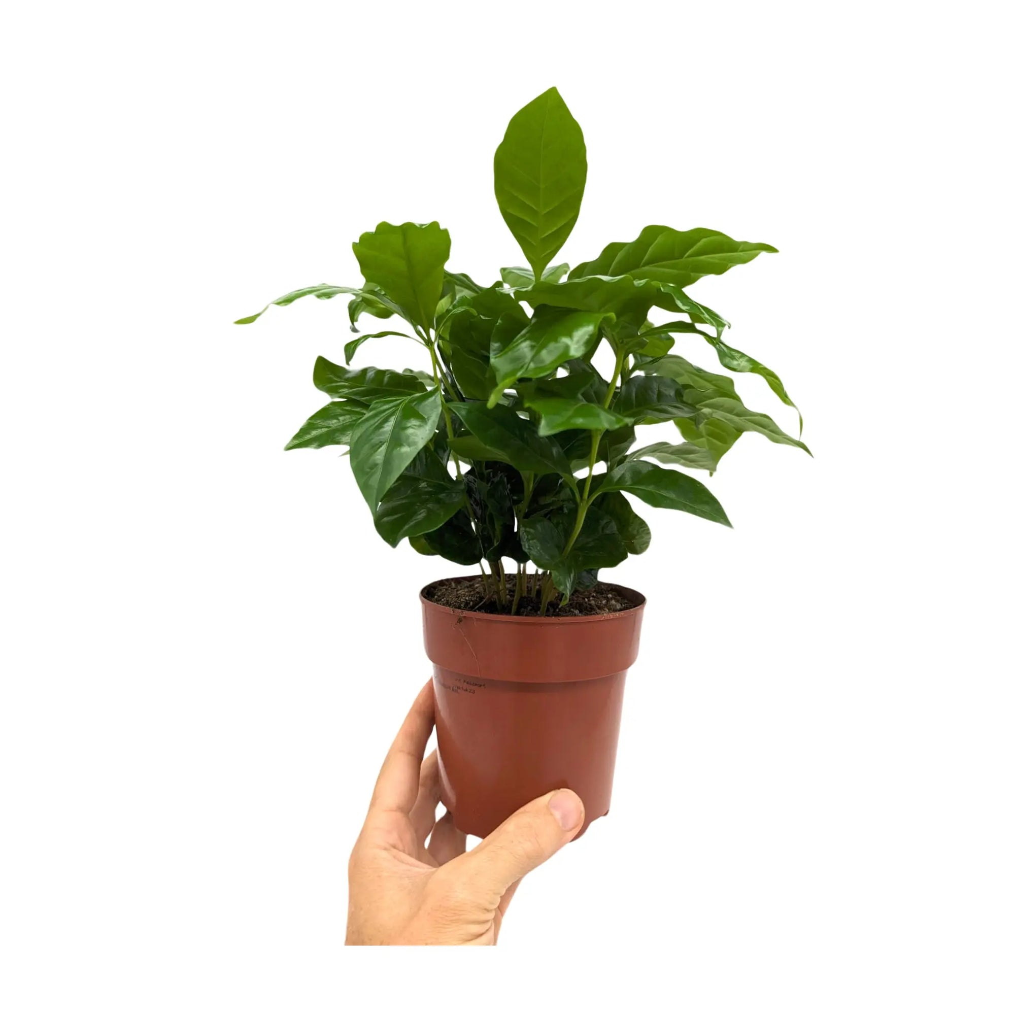 Coffea Arabica - Arabian coffee plant - Leaf Culture