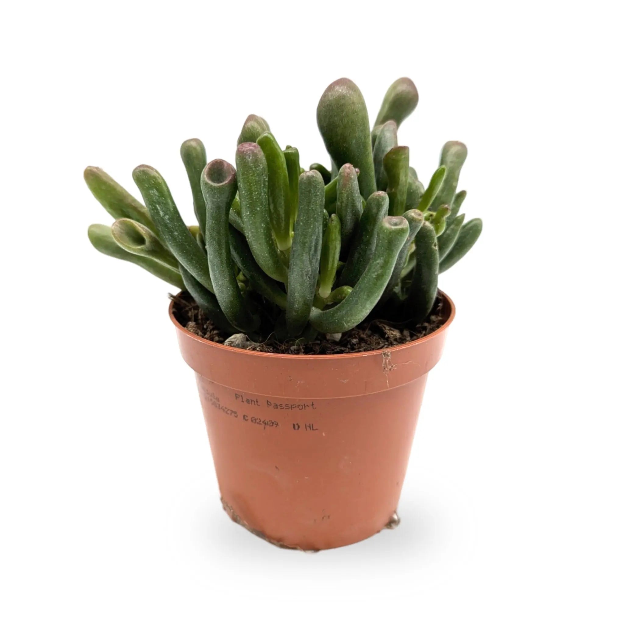 Crassula ovata Gollum | Finger Jade - Leaf Culture