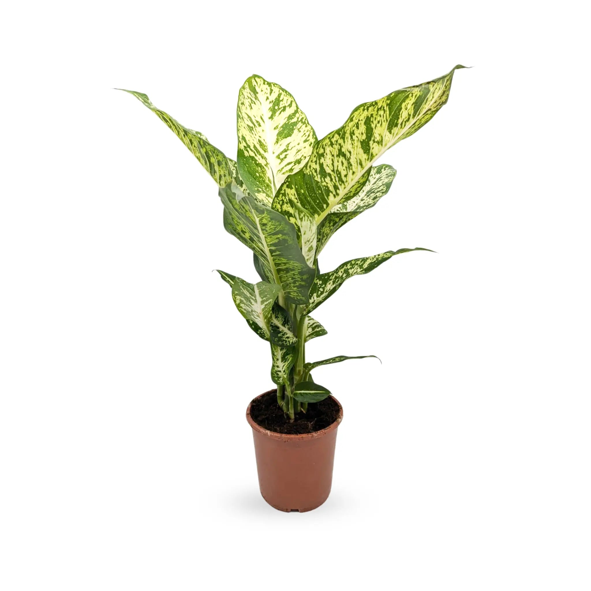 Dieffenbachia Mars - Dumb Cane - Leaf Culture