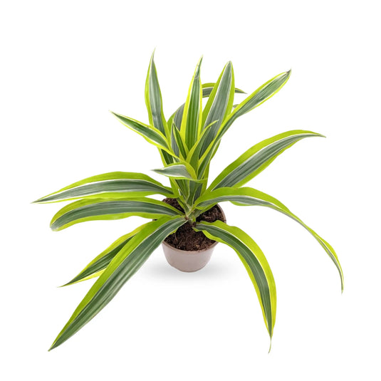 Dracaena Lemon Lime - Dragon Tree - Leaf Culture