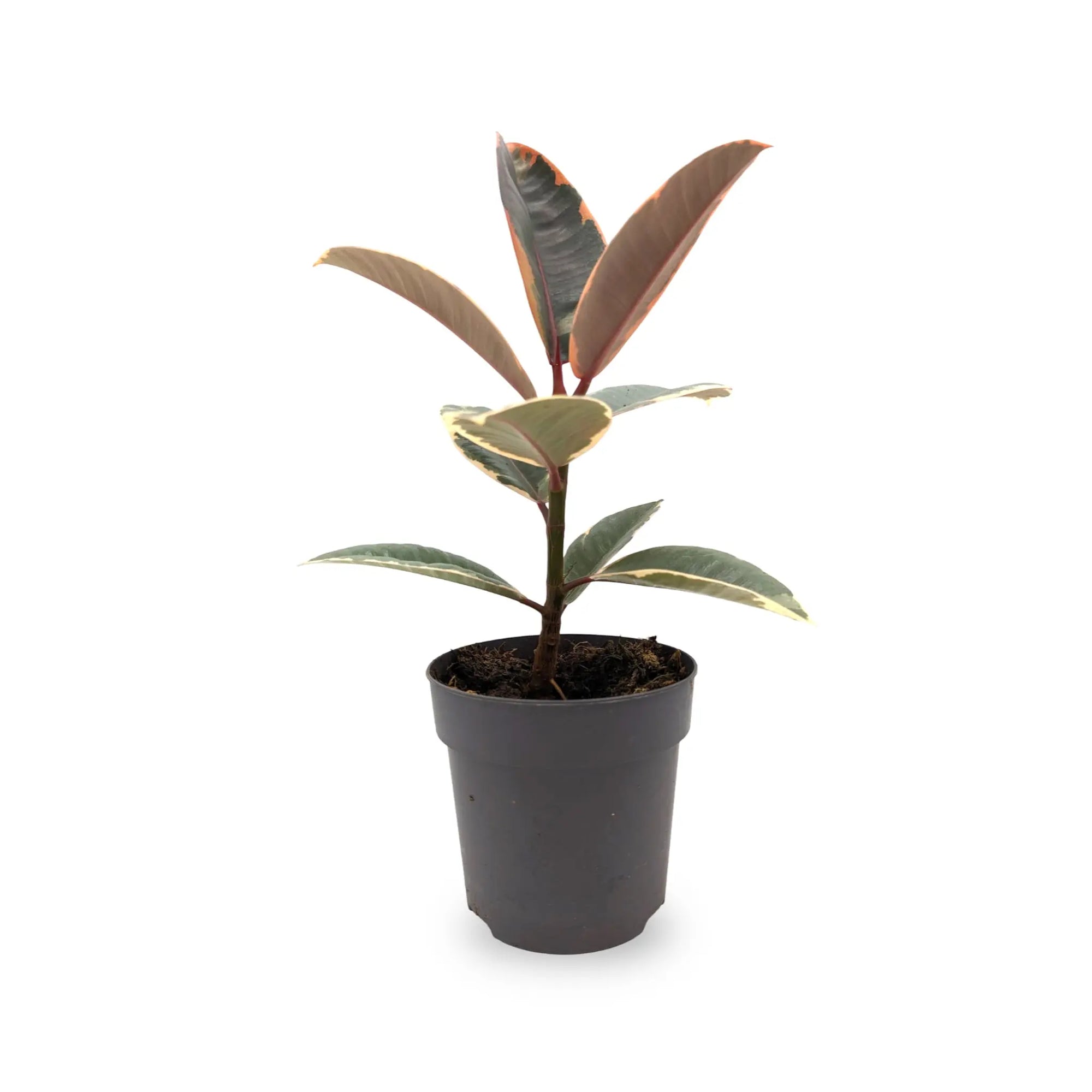 Ficus Belize - Leaf Culture
