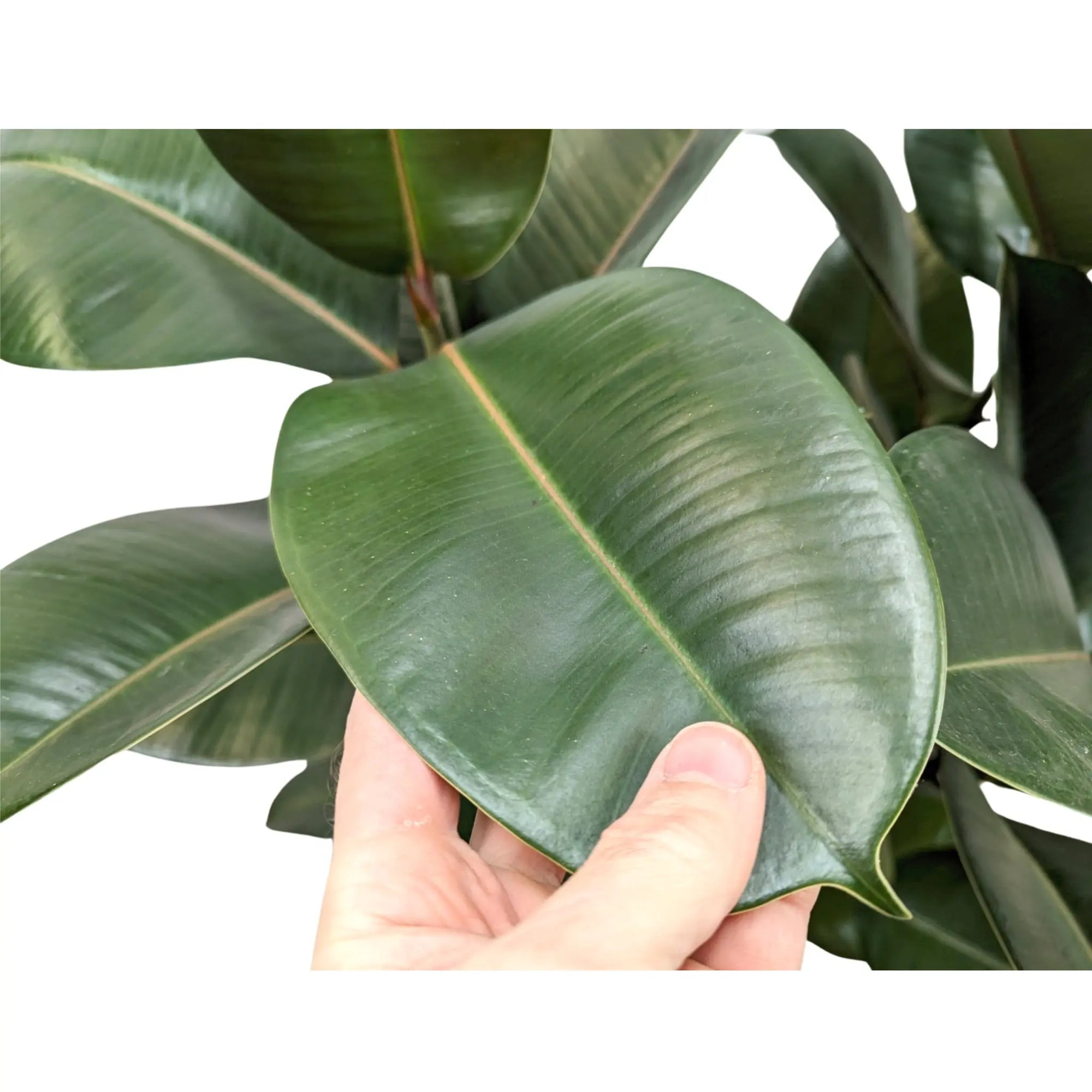 Ficus Robusta - Rubber Plant - Leaf Culture