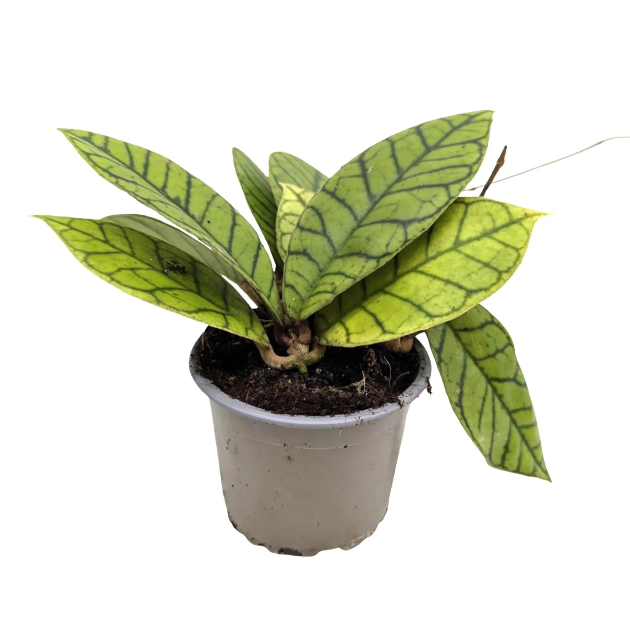 Hoya callistophylla | Wax Plant - Dramatic Veined Foliage - Leaf – Leaf ...