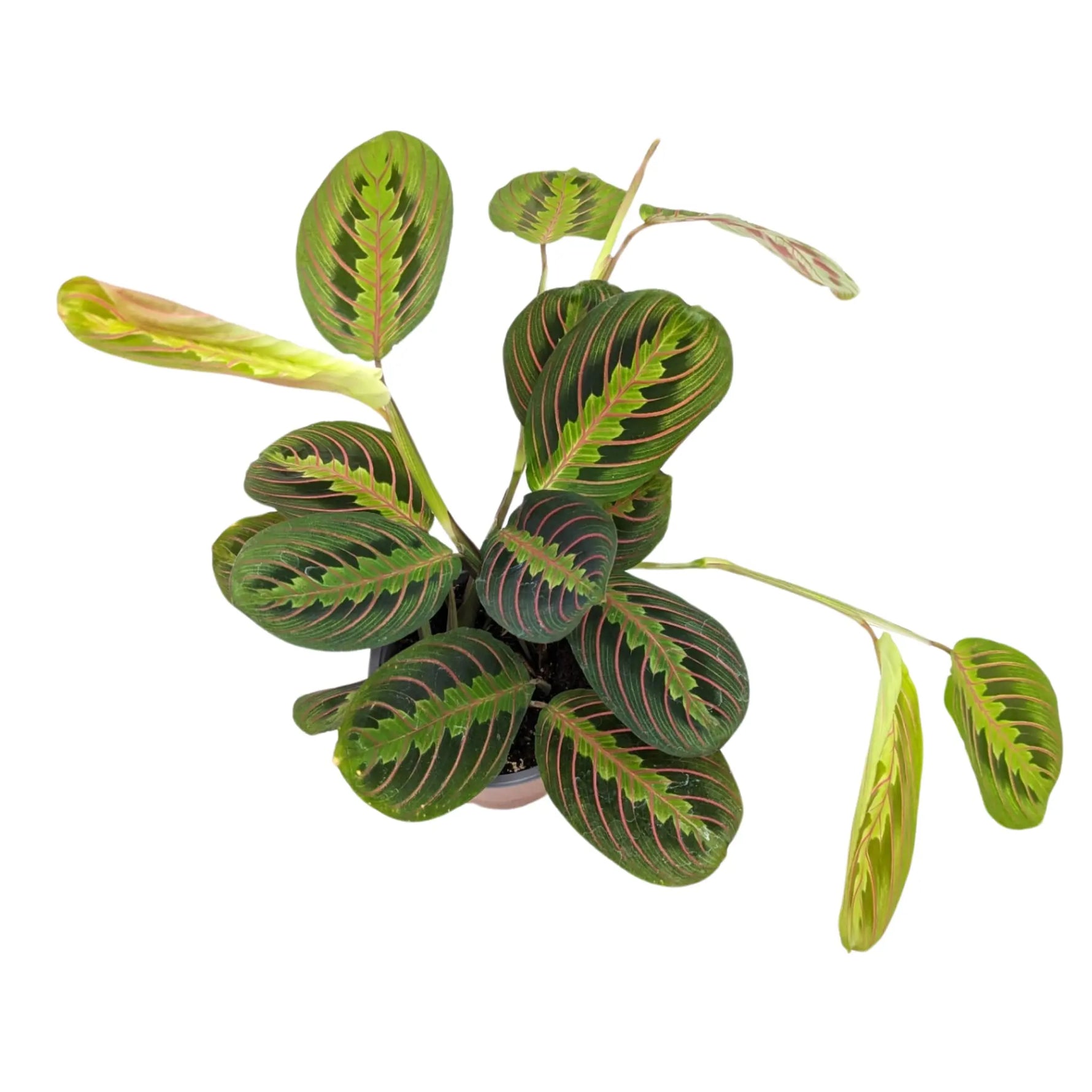 Maranta Fascinator - Prayer Plant - Leaf Culture