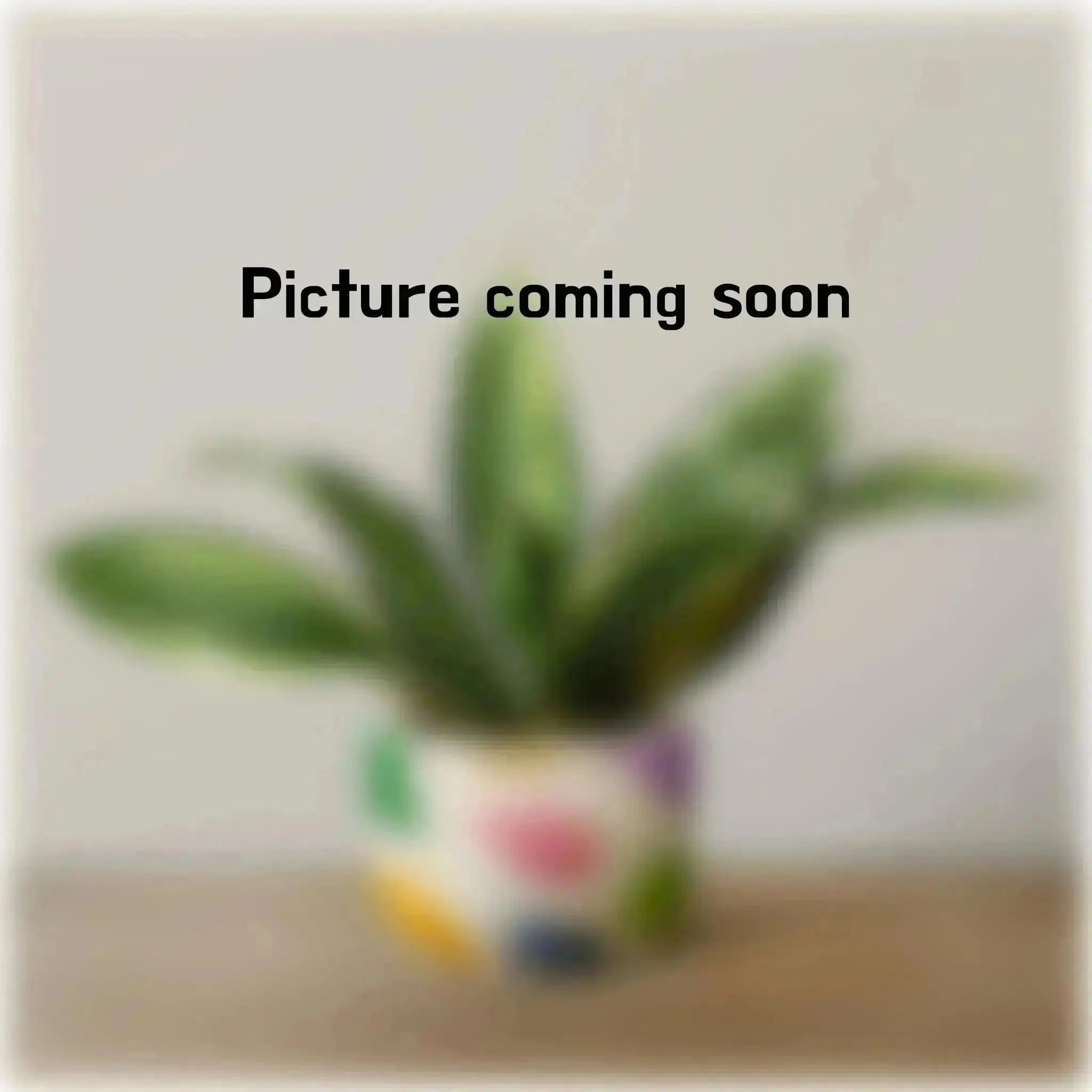 Mixed Indoor Houseplants – Surprise Selection in 12cm Pots (Multipacks ...