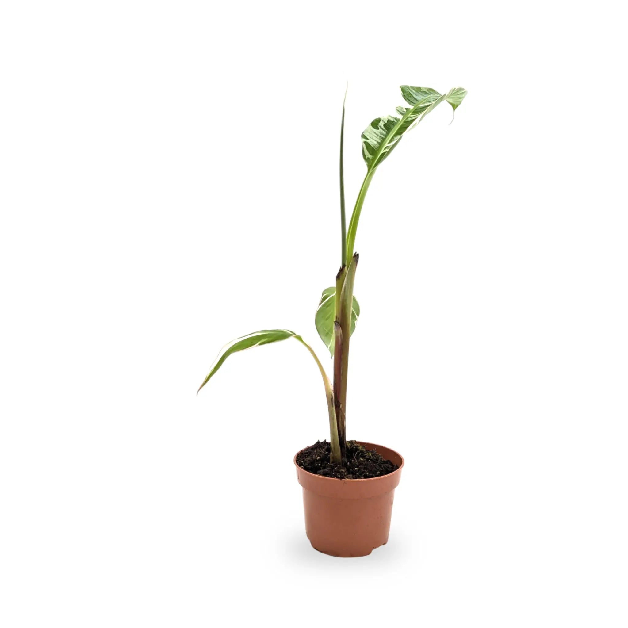 Musa Florida Variegata - Leaf Culture