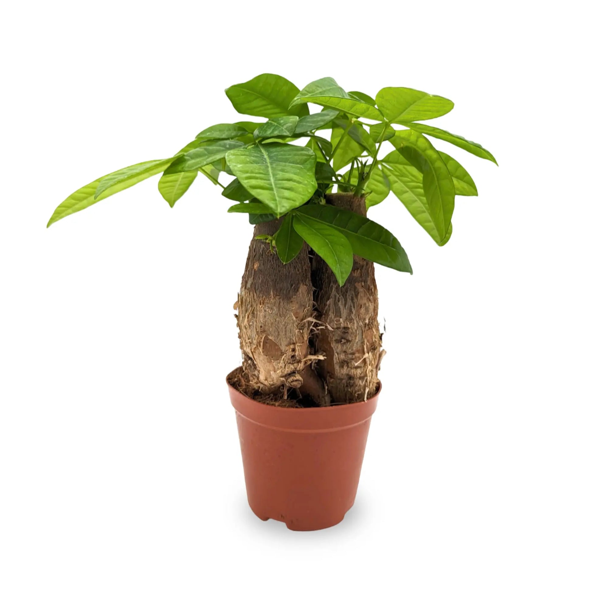 Pachira aquatica Braided Stem - Money Tree - Leaf Culture