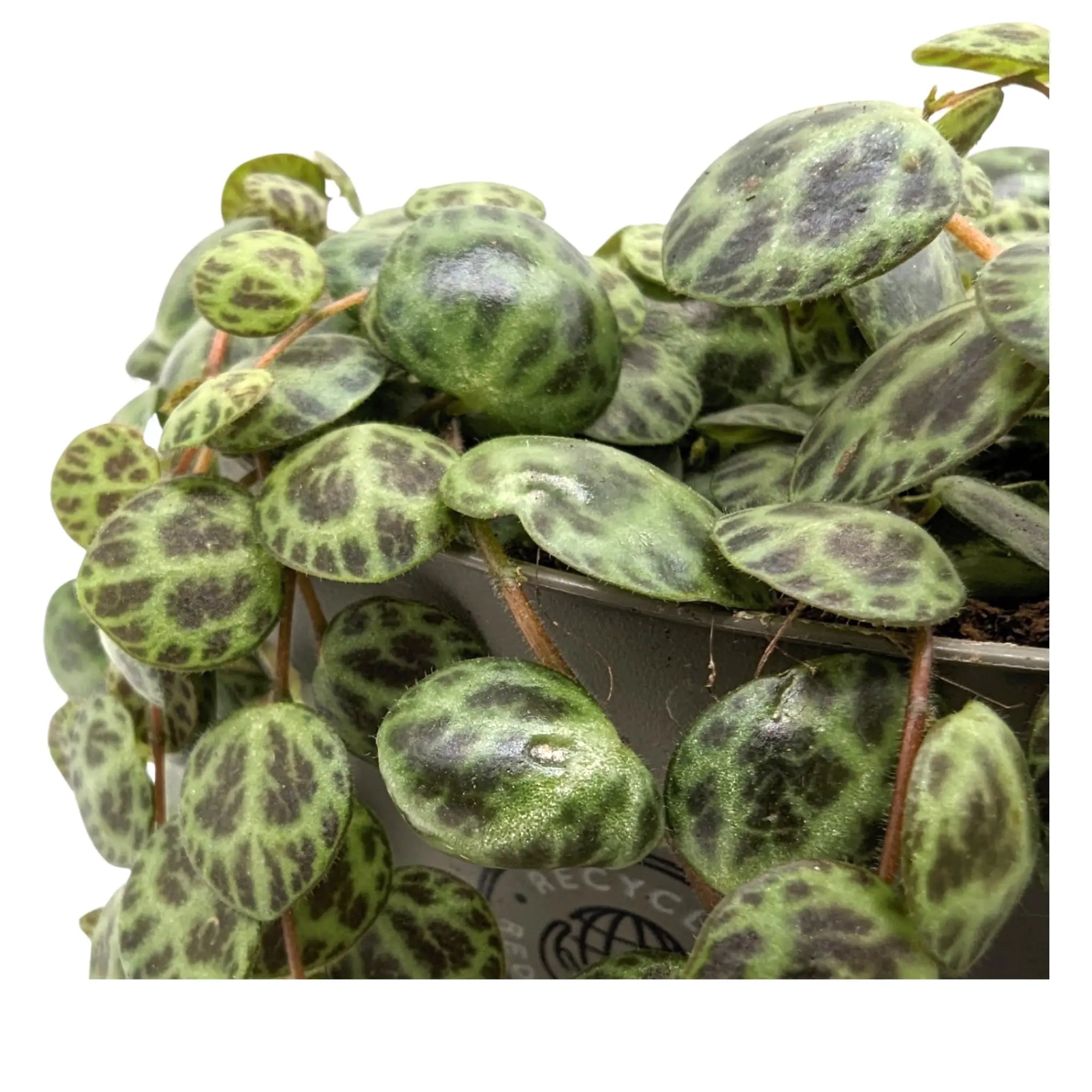 Peperomia Prostrata | String of Turtles - Leaf Culture