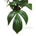 Philodendron Dragon Tail - Leaf Culture