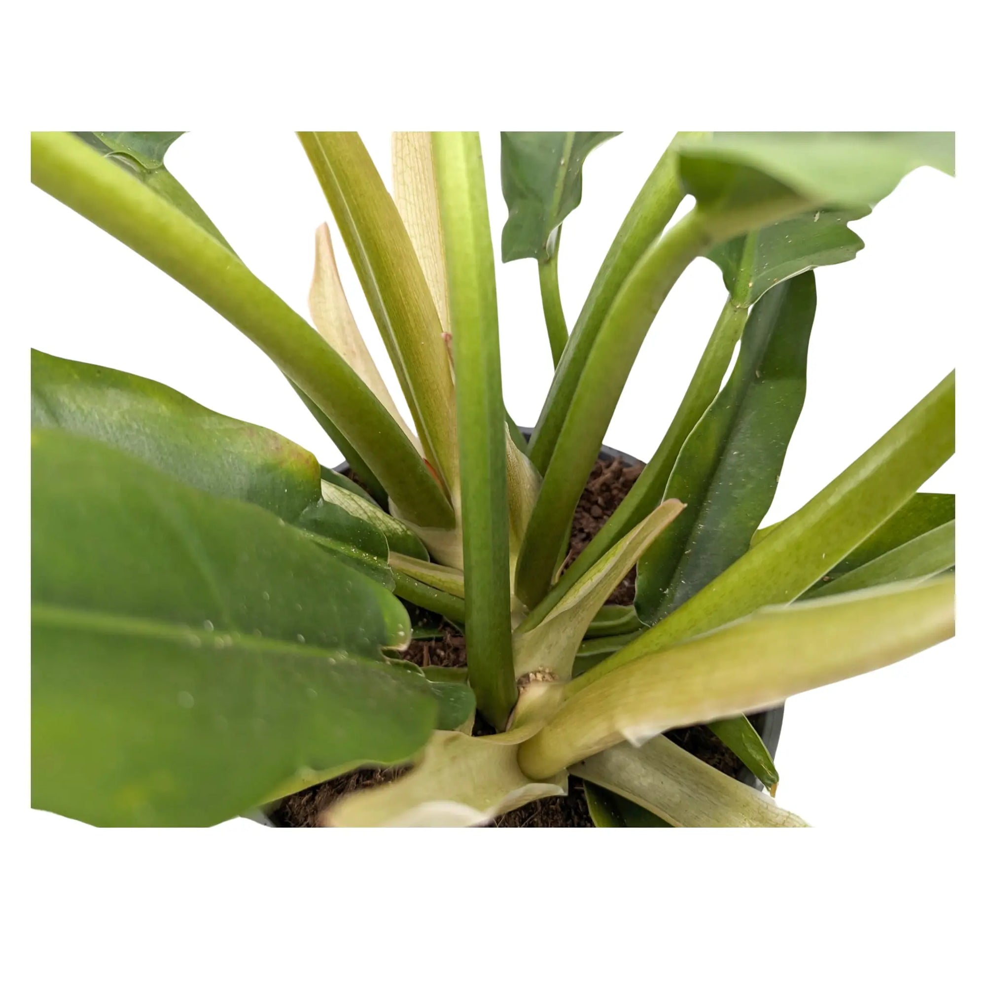 Philodendron Narrow Escape - Tiger Tooth Plant - Leaf Culture