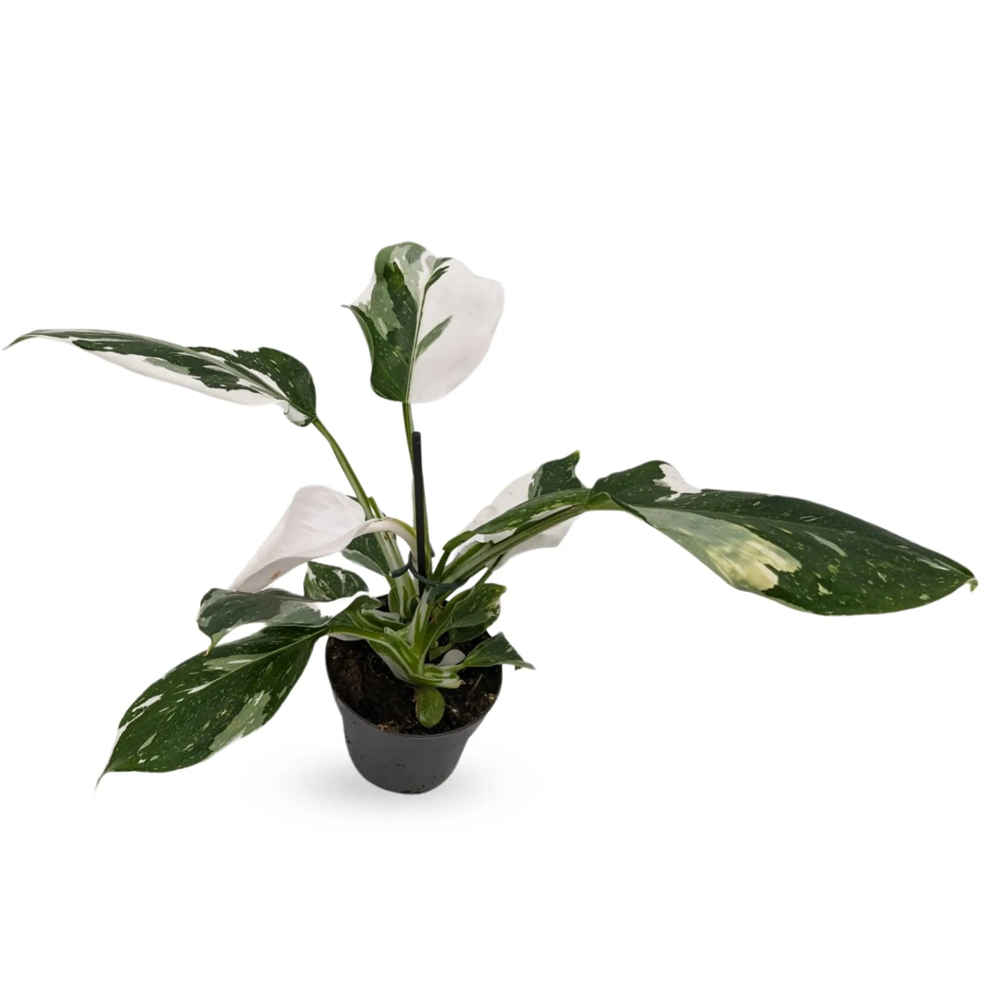 Philodendron White Wizard - Leaf Culture