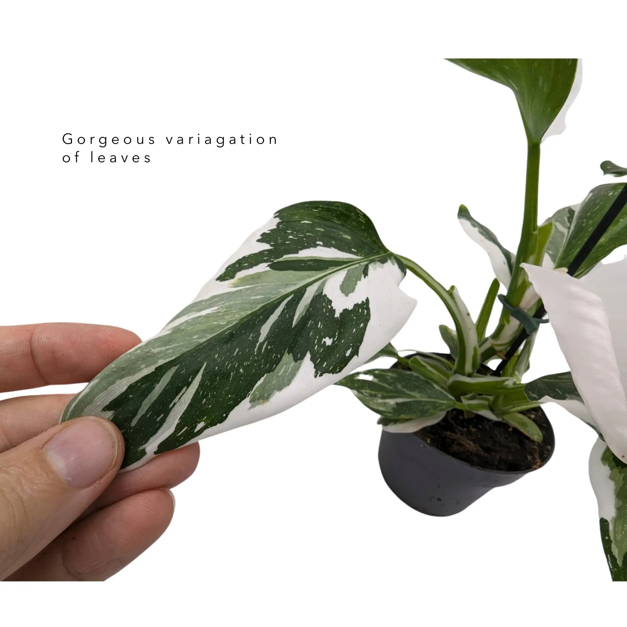 Philodendron White Wizard - Leaf Culture