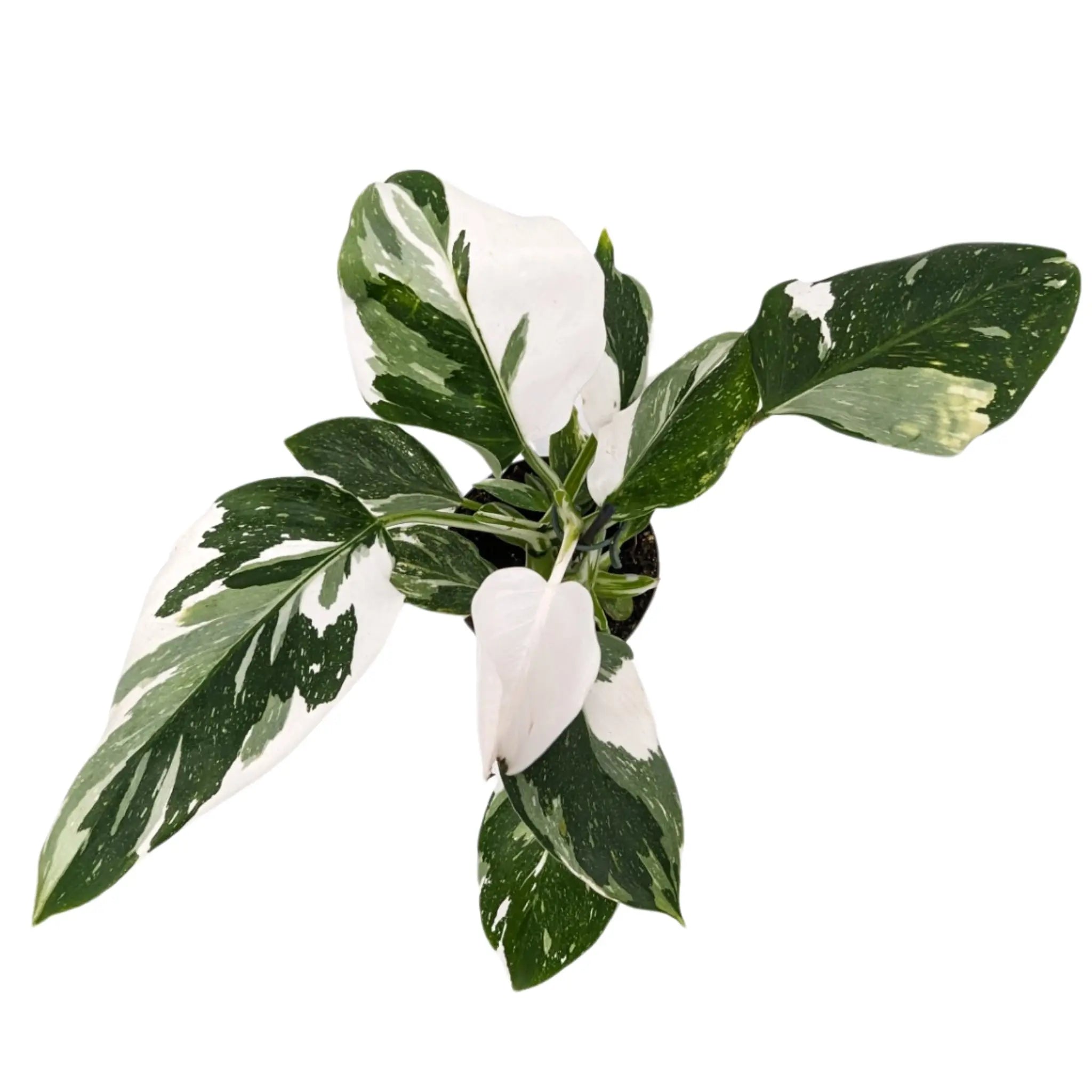 Philodendron White Wizard - Leaf Culture