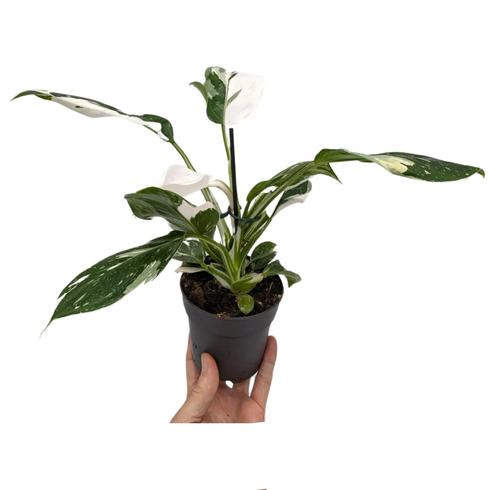 Philodendron White Wizard - Leaf Culture