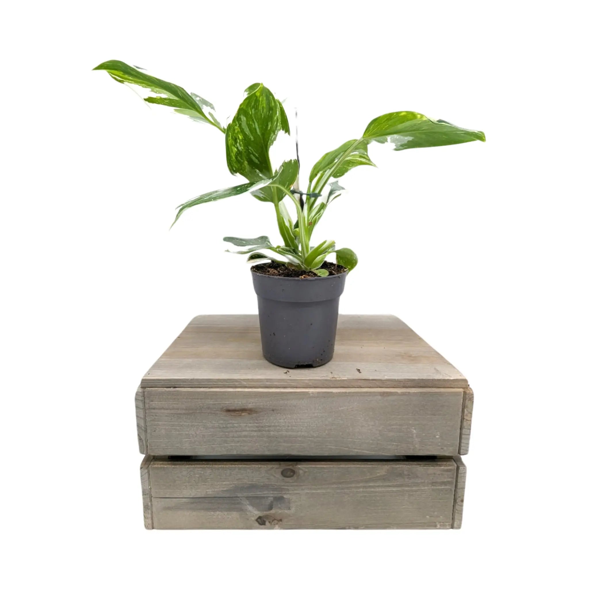 Philodendron White Wizard - Leaf Culture