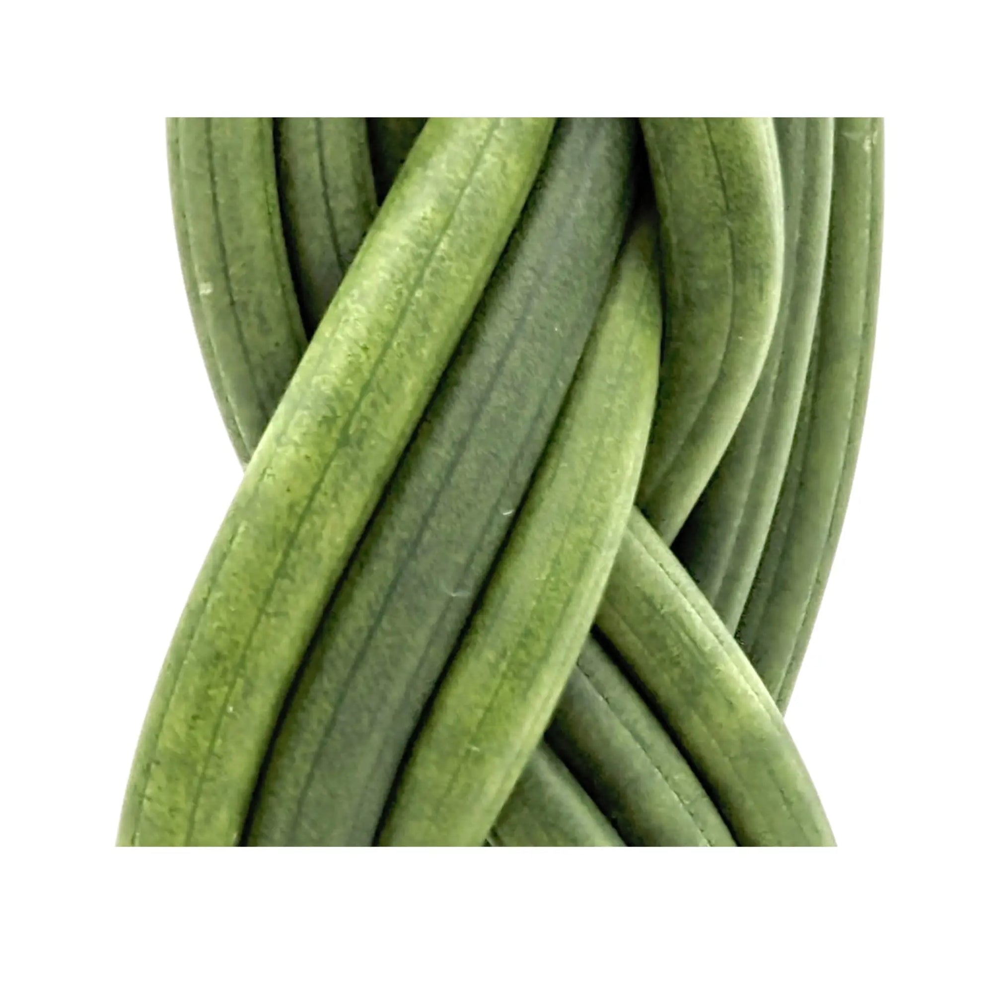 Sansevieria cylindrica Braid - Snake plant - Leaf Culture
