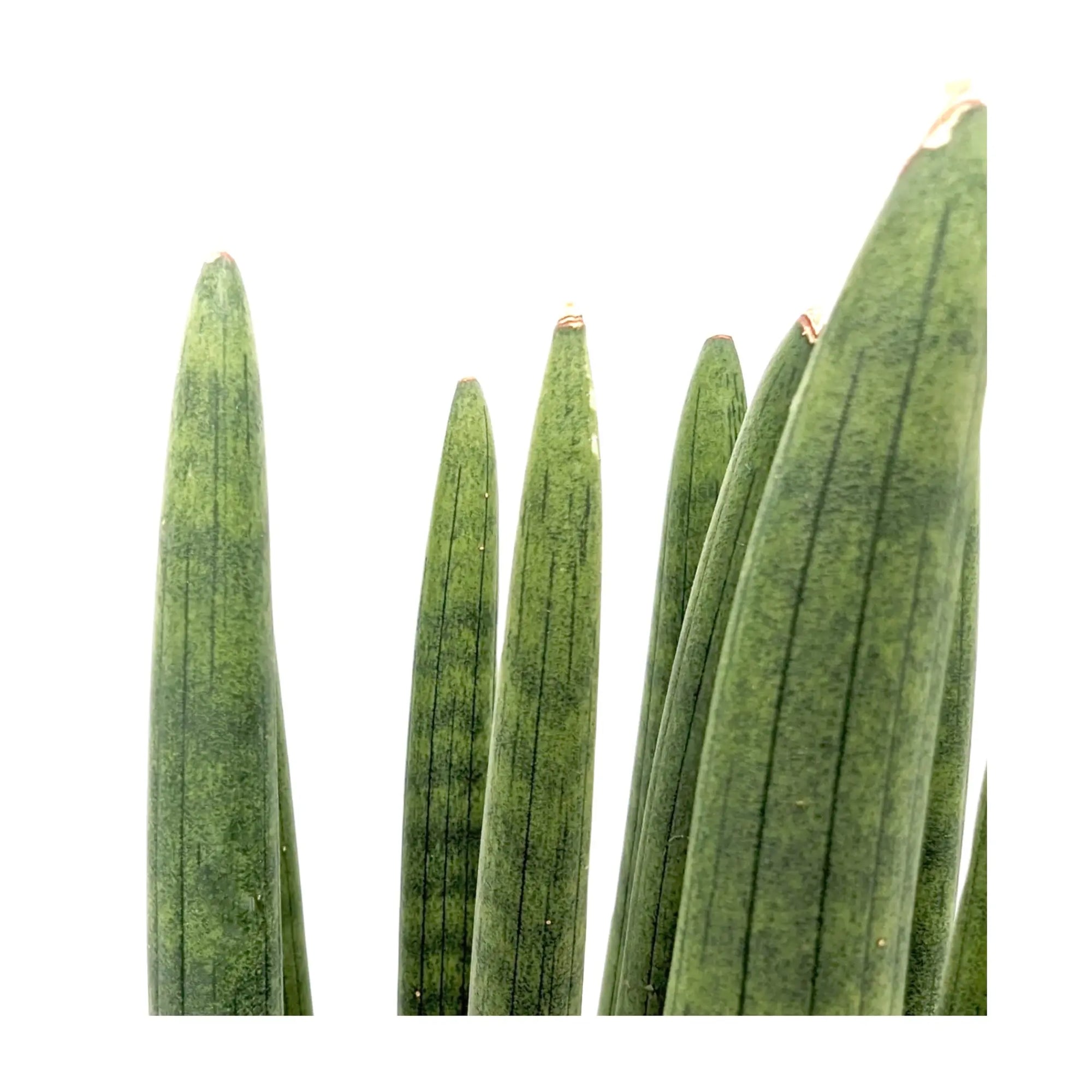 Sansevieria cylindrica Straight - Snake plant - Leaf Culture