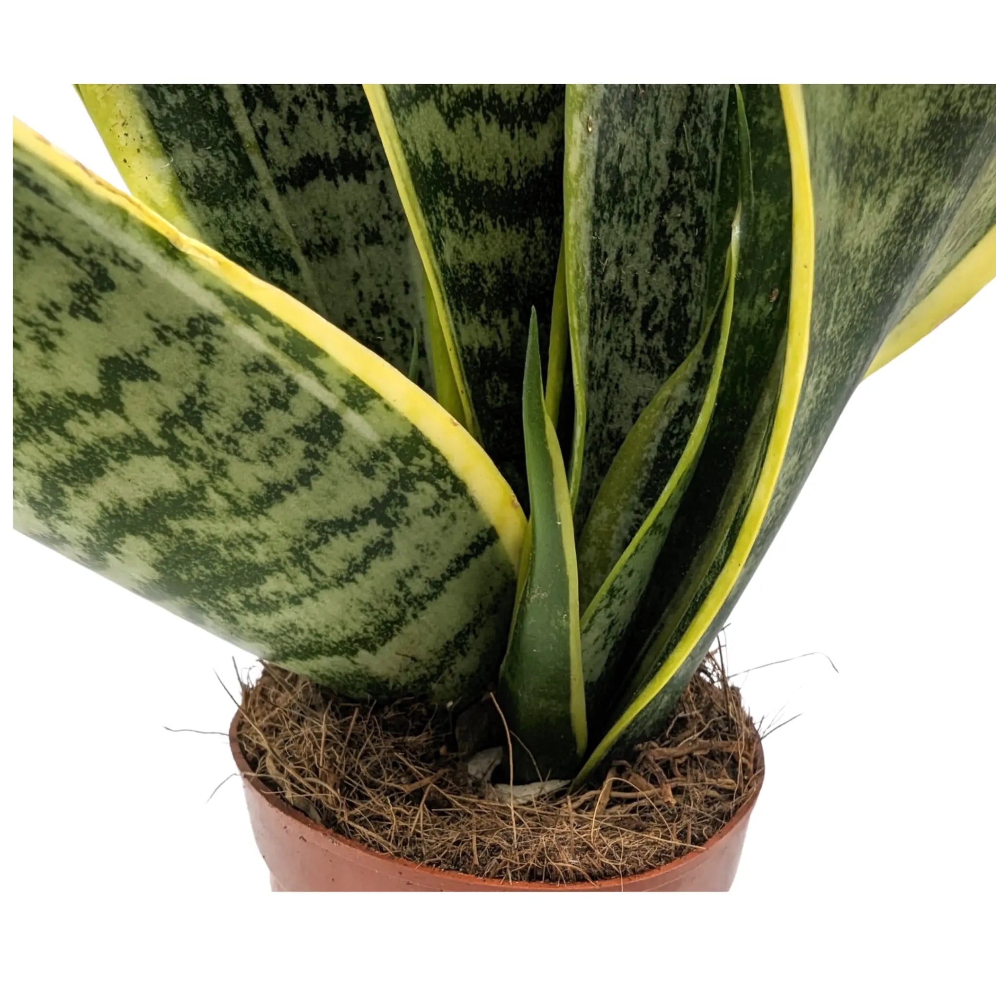 Sansevieria futura Superba - Snake Plant - Leaf Culture