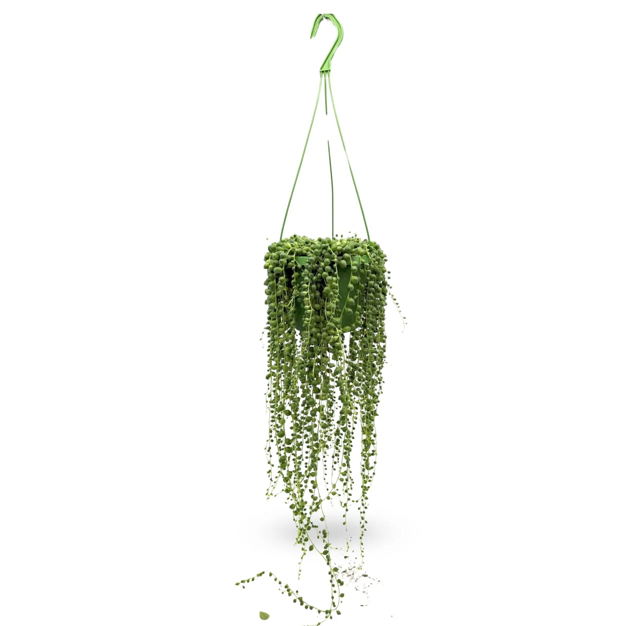 Senecio rowleyanus - String of Pearls - Leaf Culture